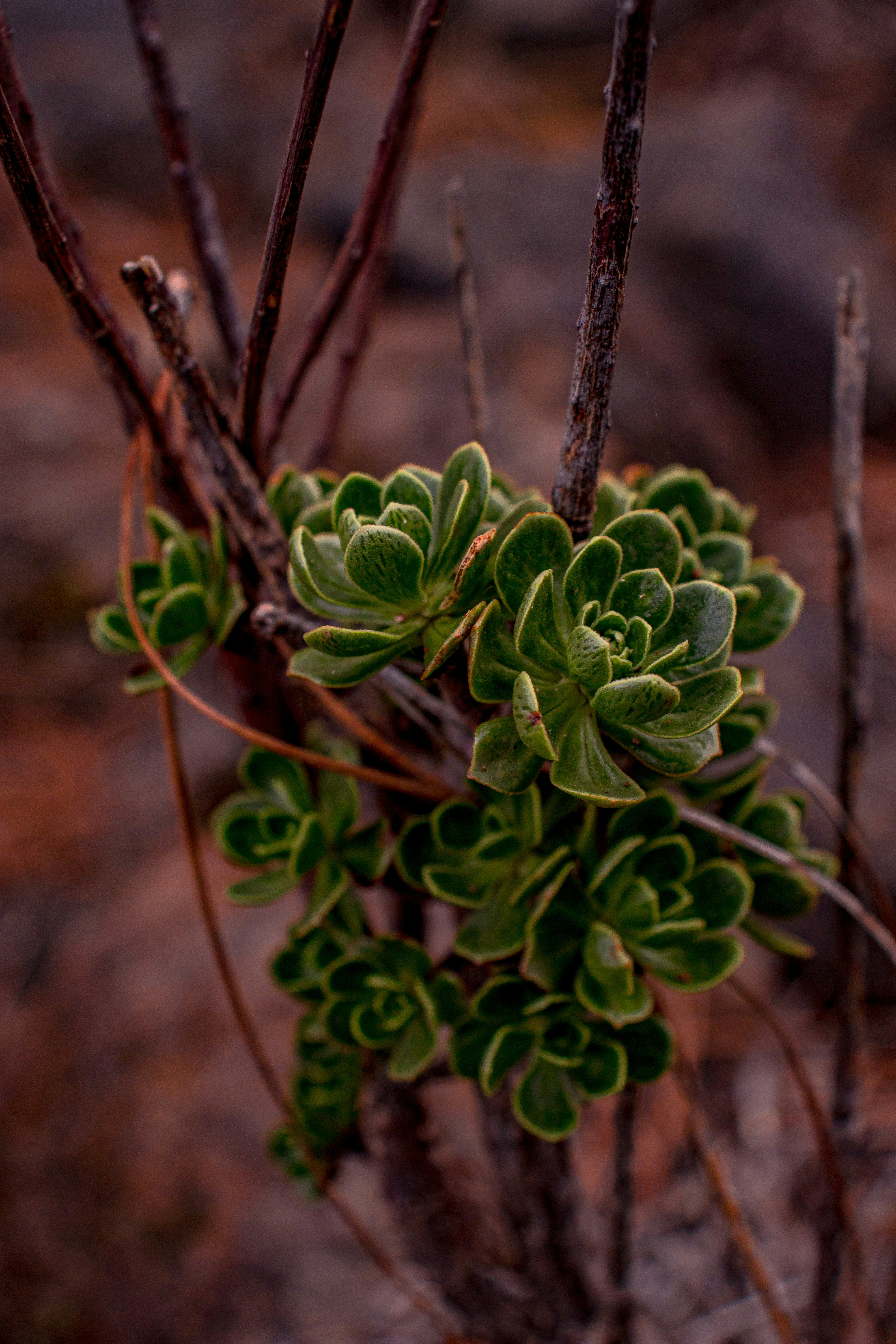 Emerald Rosettes Weaving Through Ember-Tinted Twigs