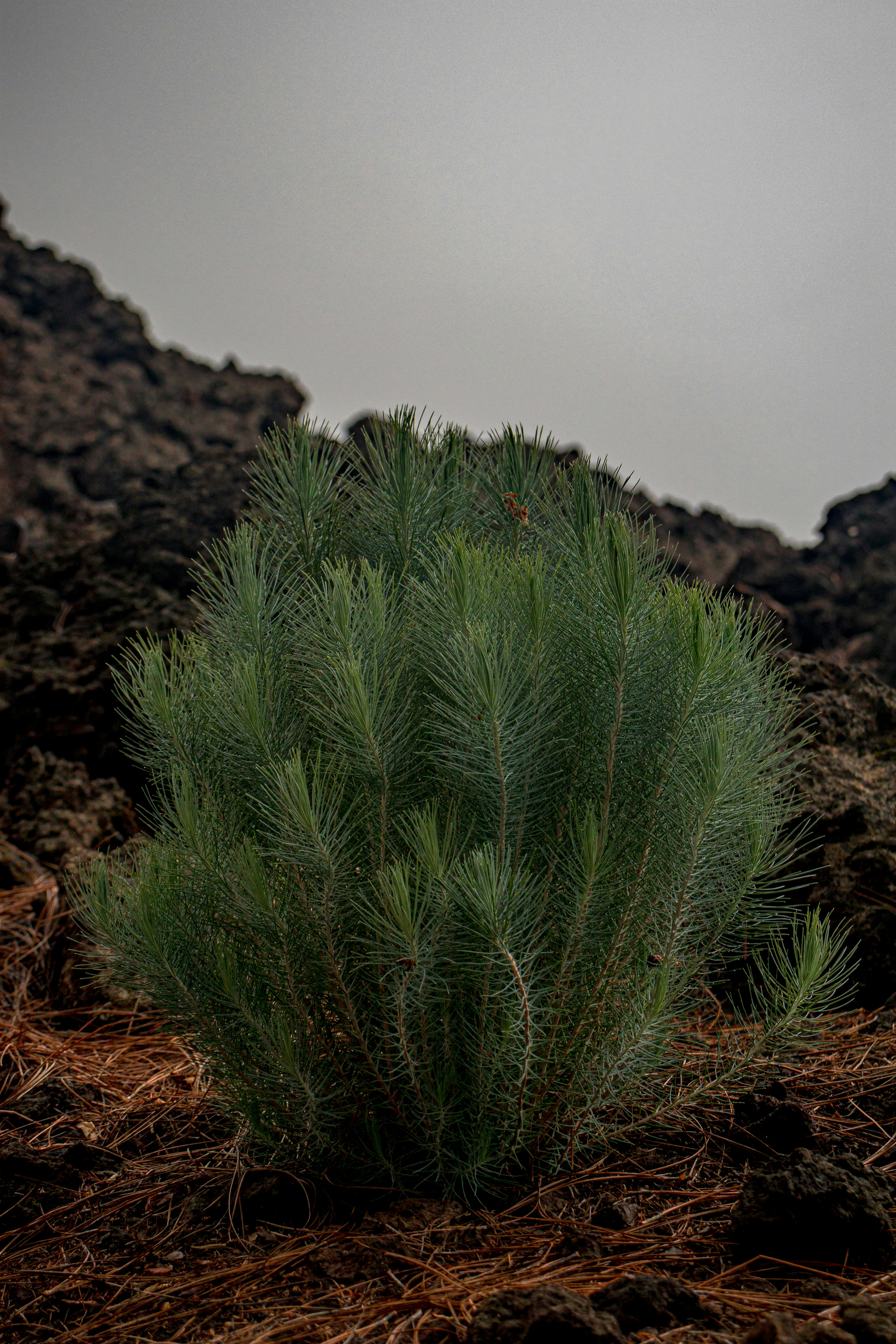 Emerald Burst in Lava Fields: A Resilient Pine Shrub Among Volcanic Soil