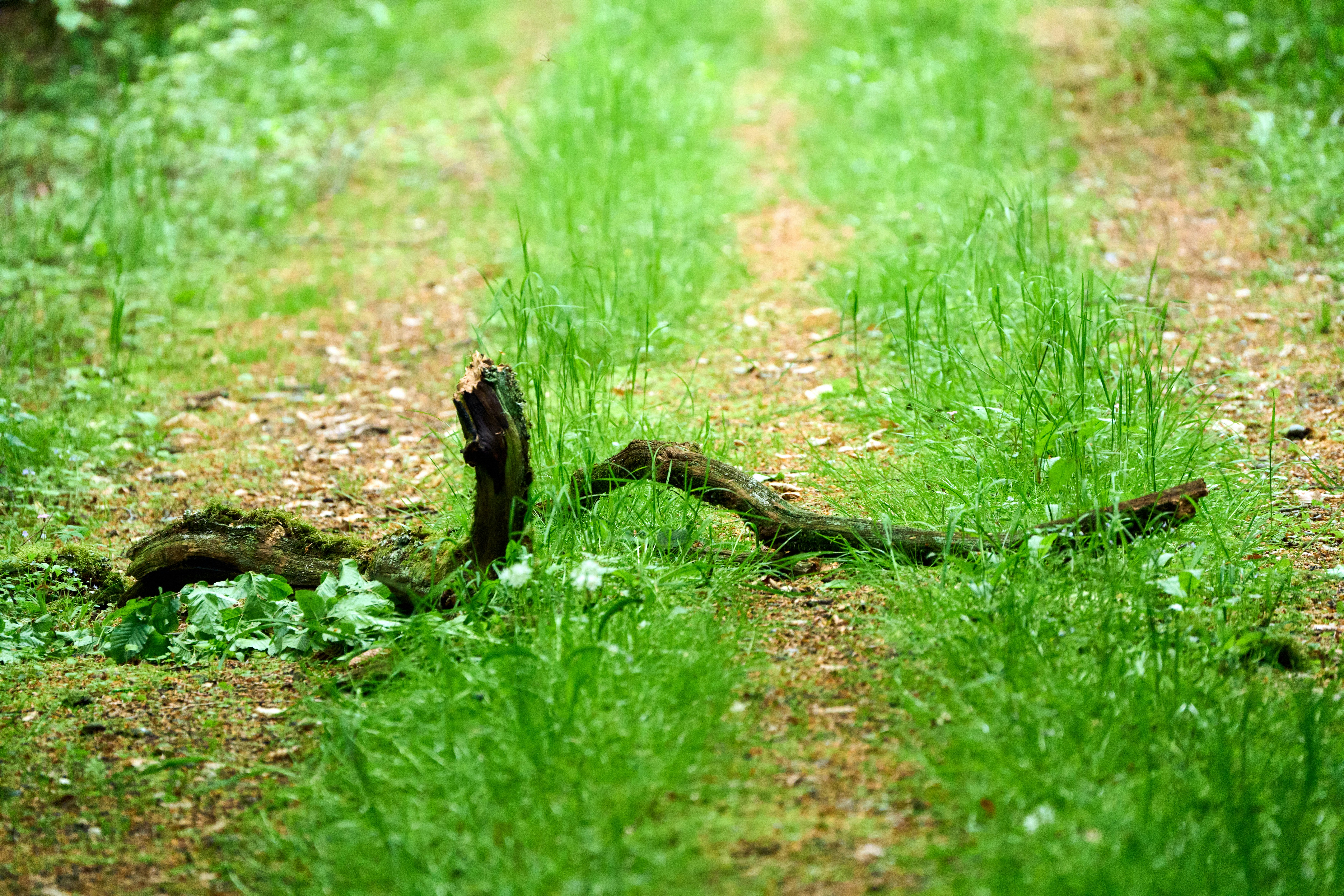 Photo by Wolfgang Hasselmann with Sony Alpha 7 IV