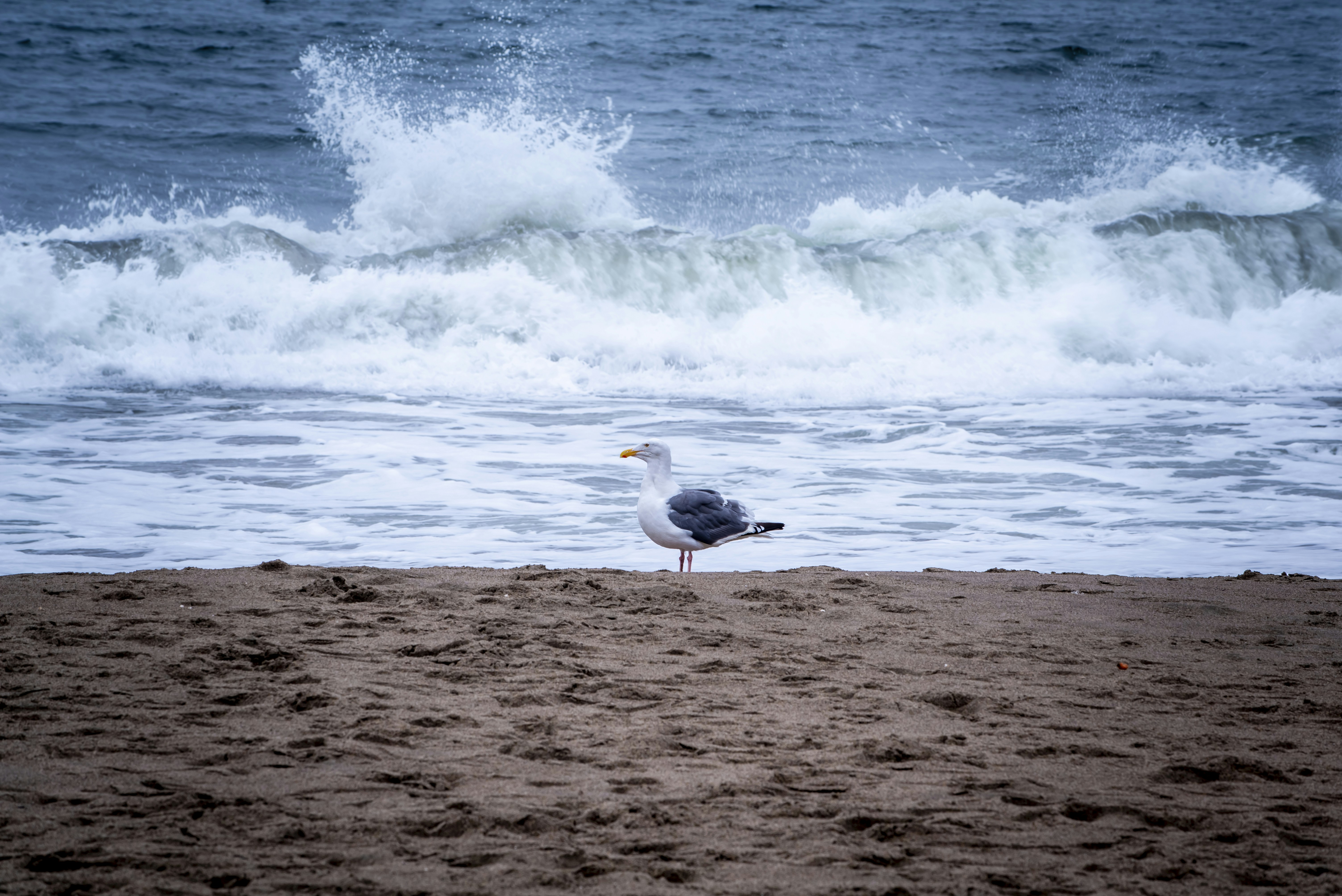 Low Tide Sentinel: A Beachside Seagull Against Rolling Breakers