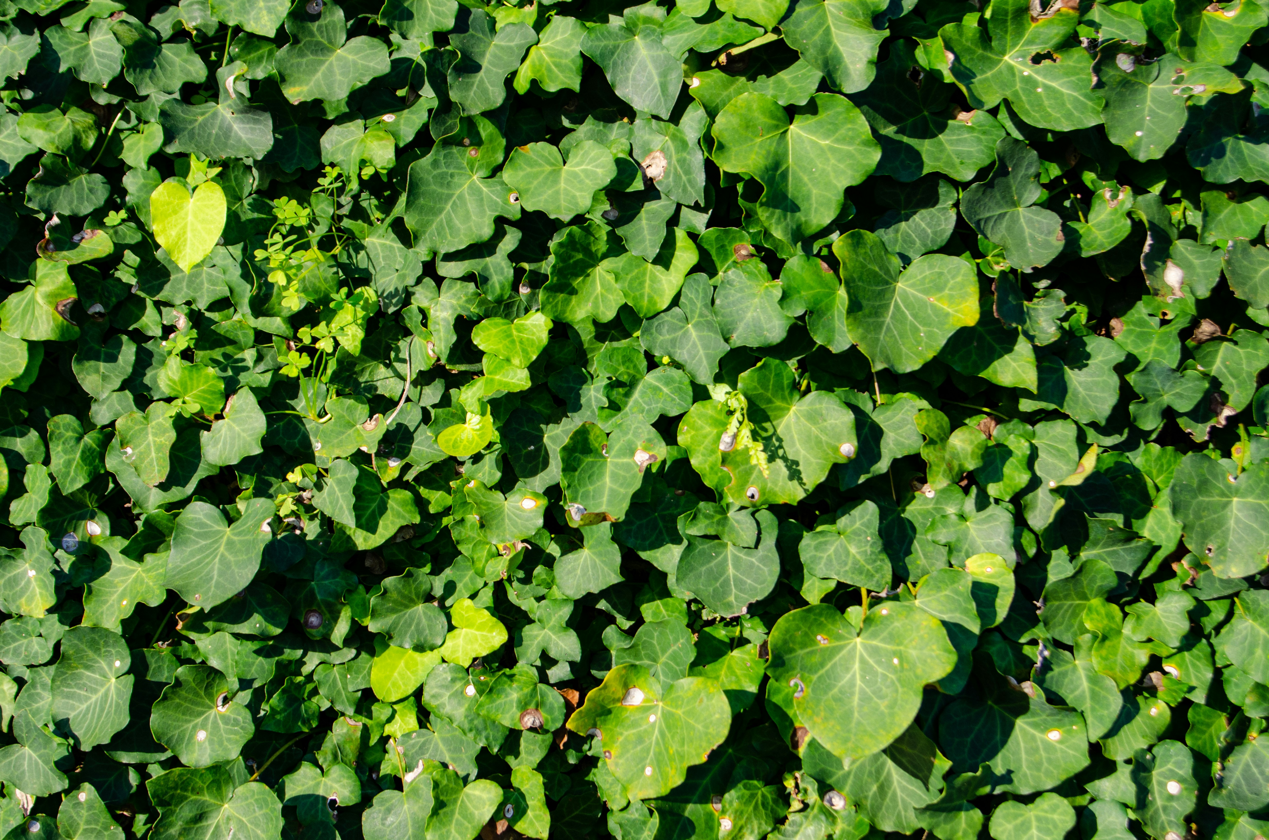 Emerald Veil: Sunlit Ivy Leaves Form a Living Carpet