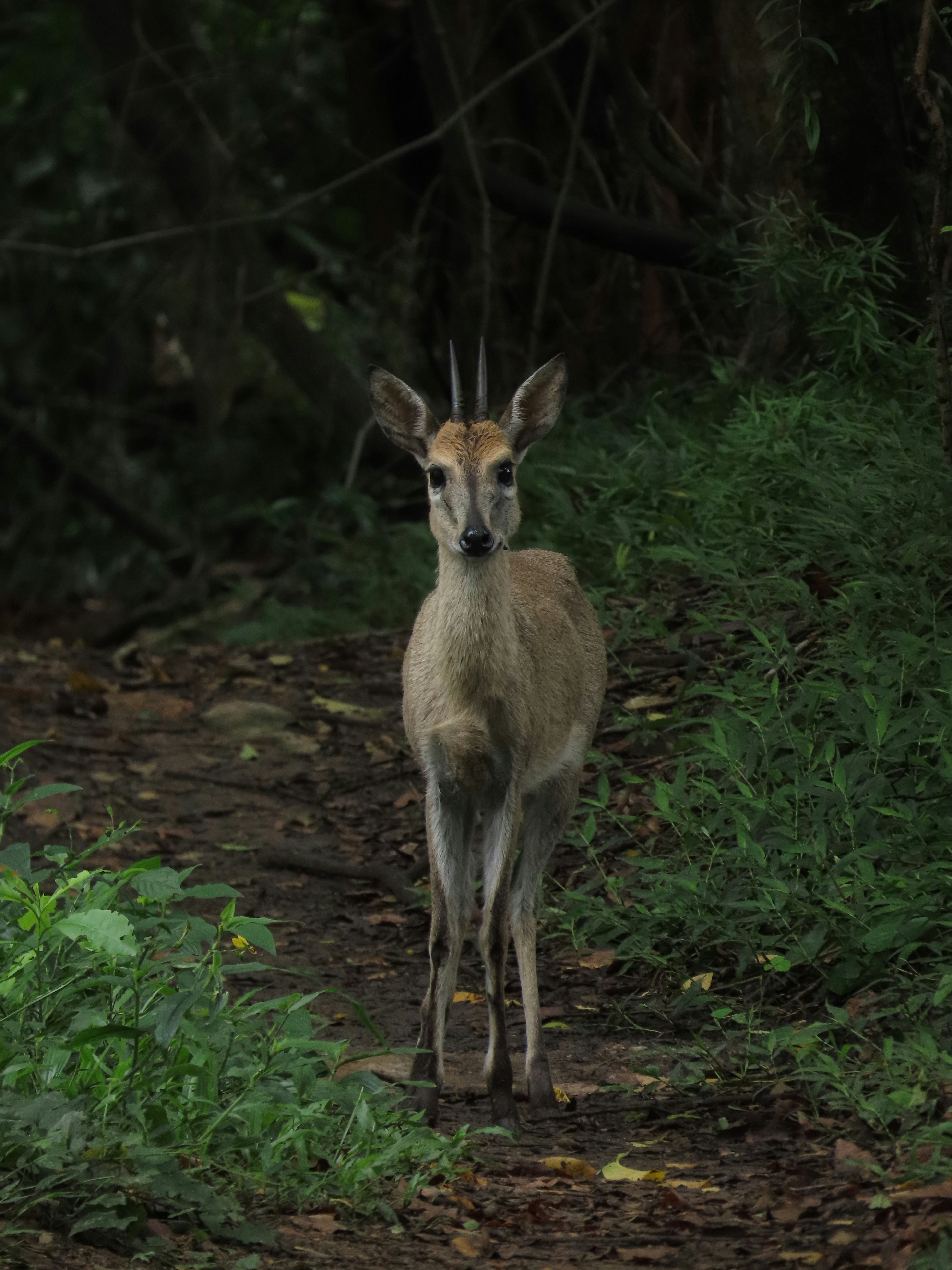 Shadowed Clearing: A Curious Roe Deer Gaze in a Forest Corridor