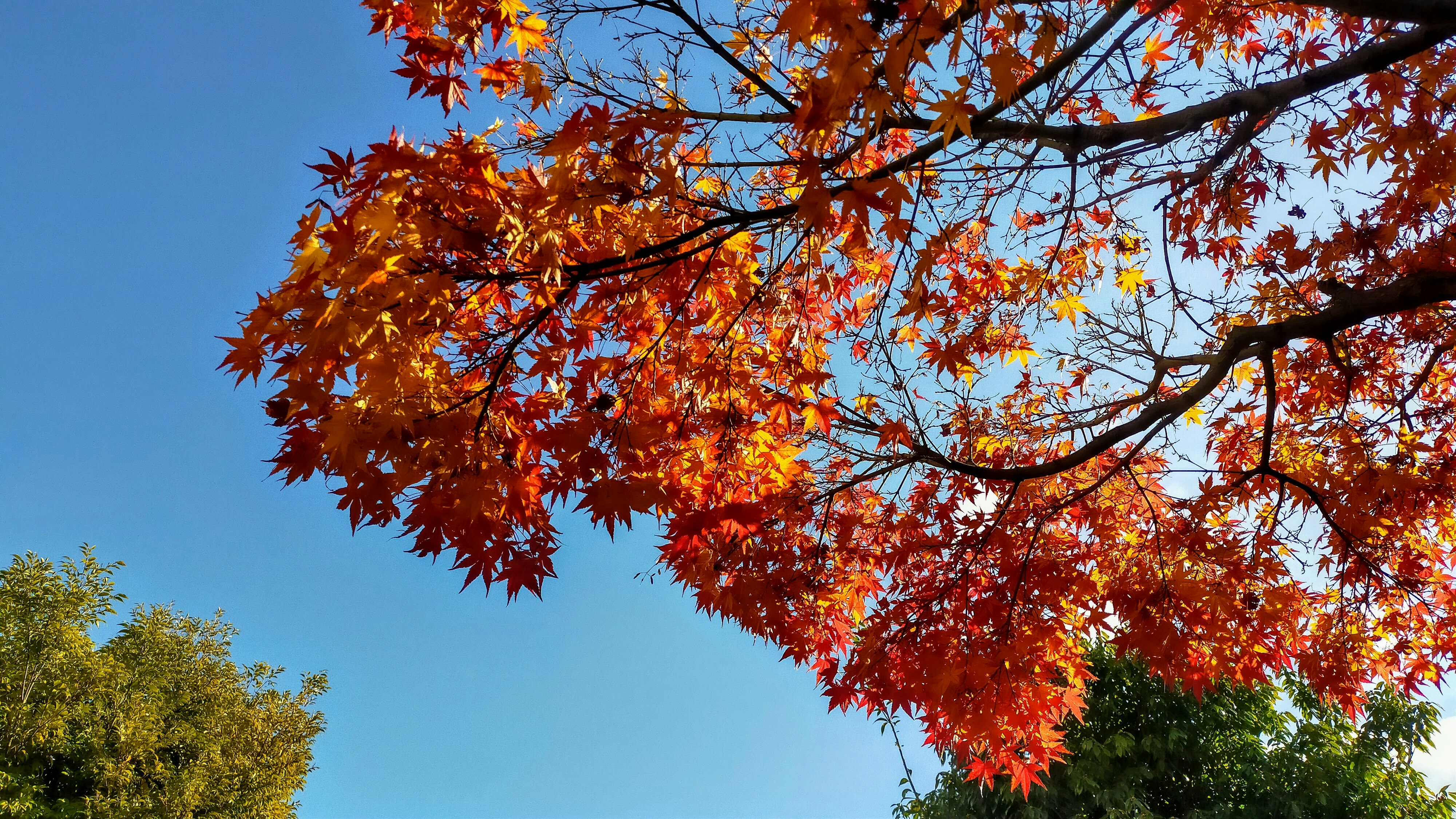 Vibrant red and orange maple leaves contrast against a clear blue sky, showcasing the beauty of autumn foliage.
