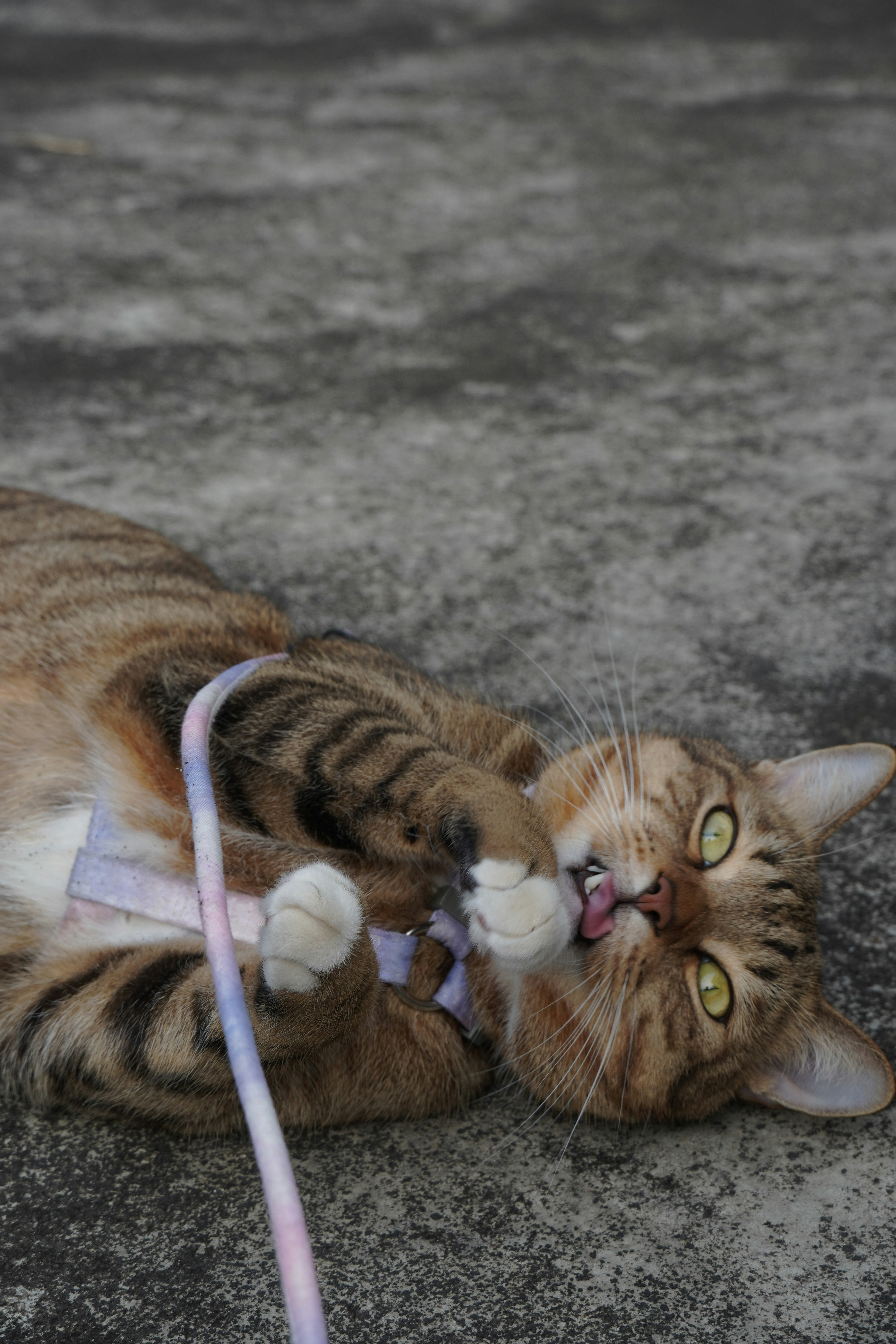 Tongue-Wagging Pause: Tabby Reposes on Concrete in a Lavender Harness