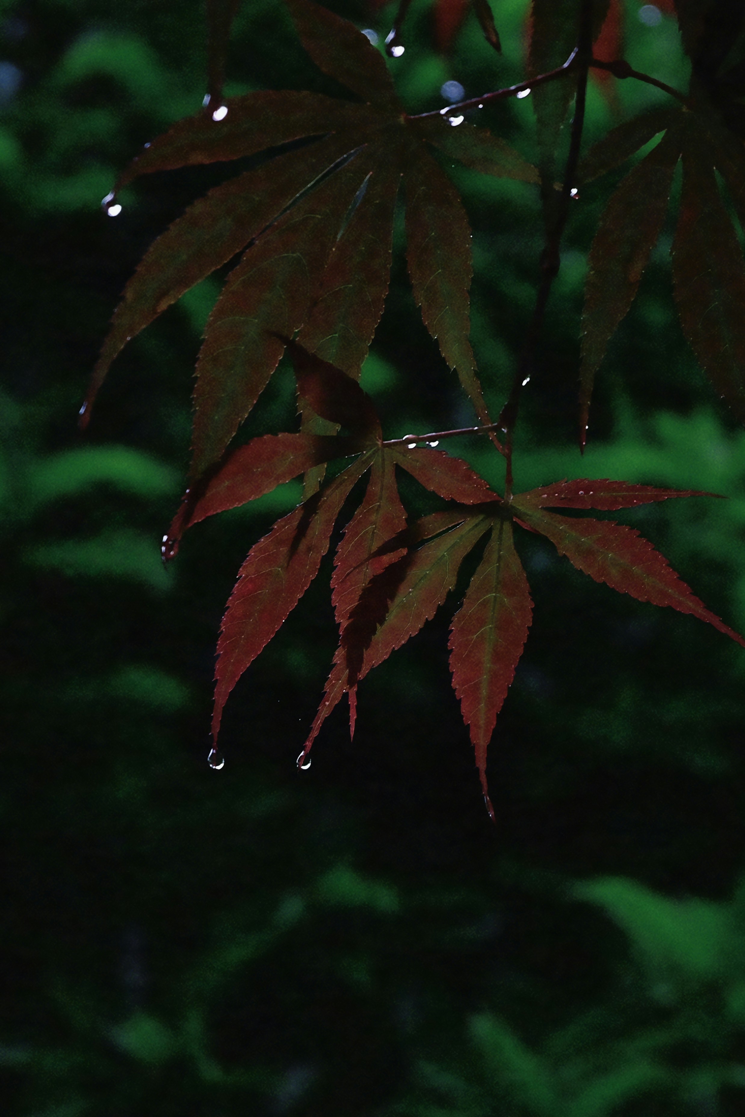 Crimson Maple in Rain: Delicate Droplets Framing a Velvet Green Backdrop