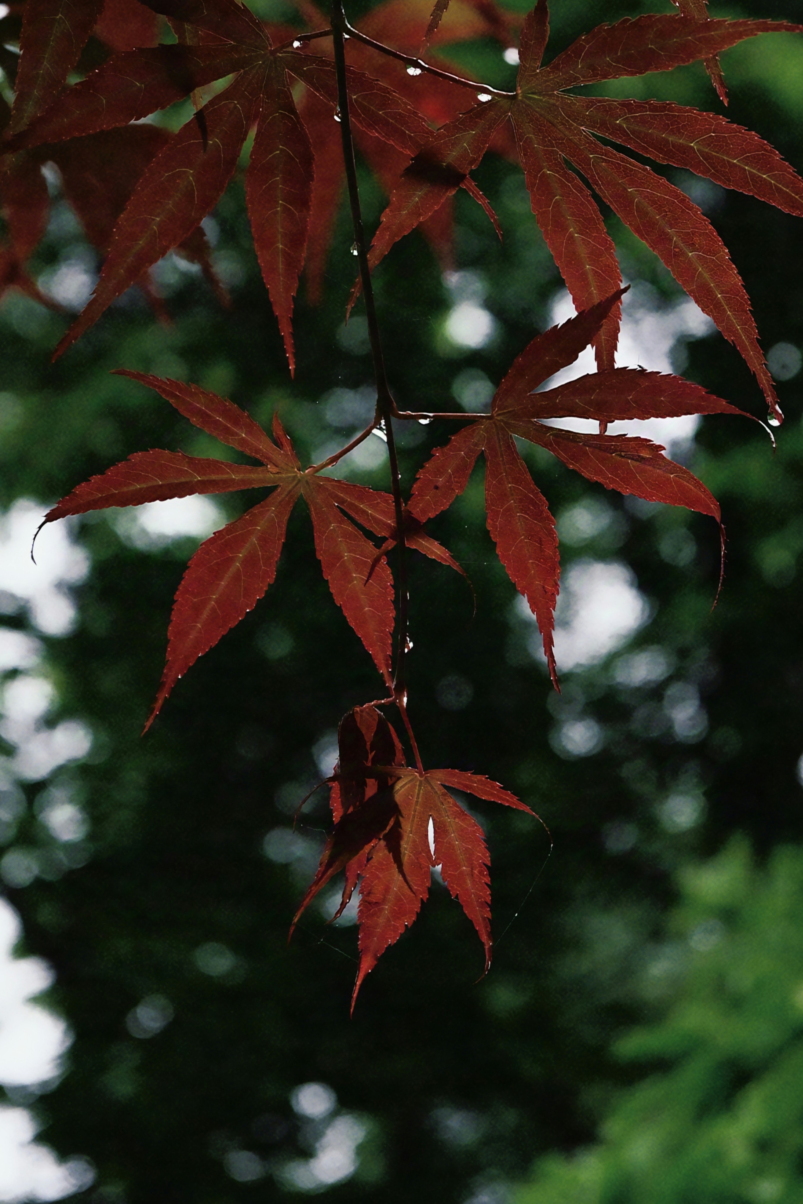 Photo by Yue Xin with Nikon Z5