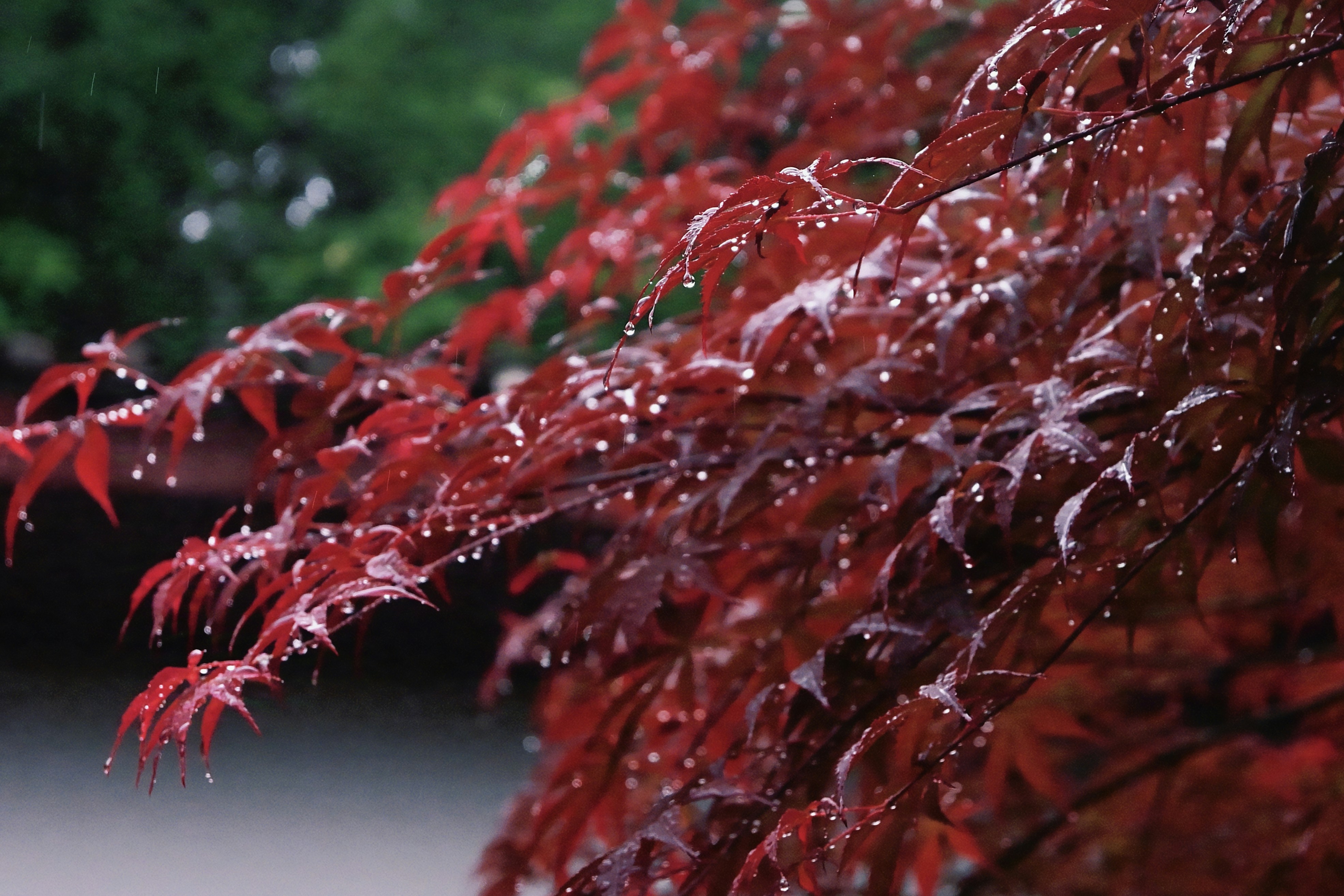 Dew-Kissed Ruby Maple in a Velvet Green Backdrop