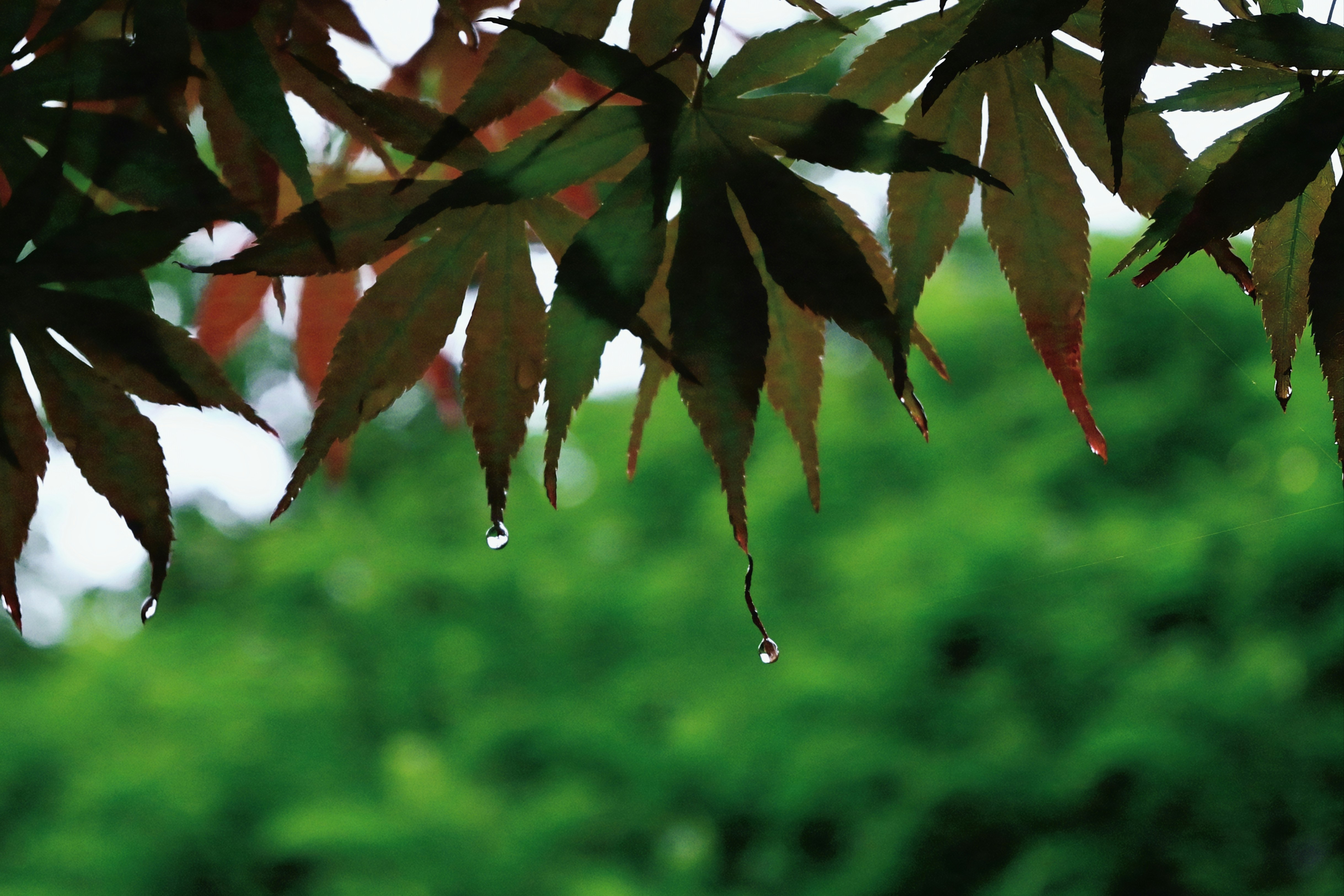 Droplets on Rain-Washed Leaves: A Quiet Close-Up in Green