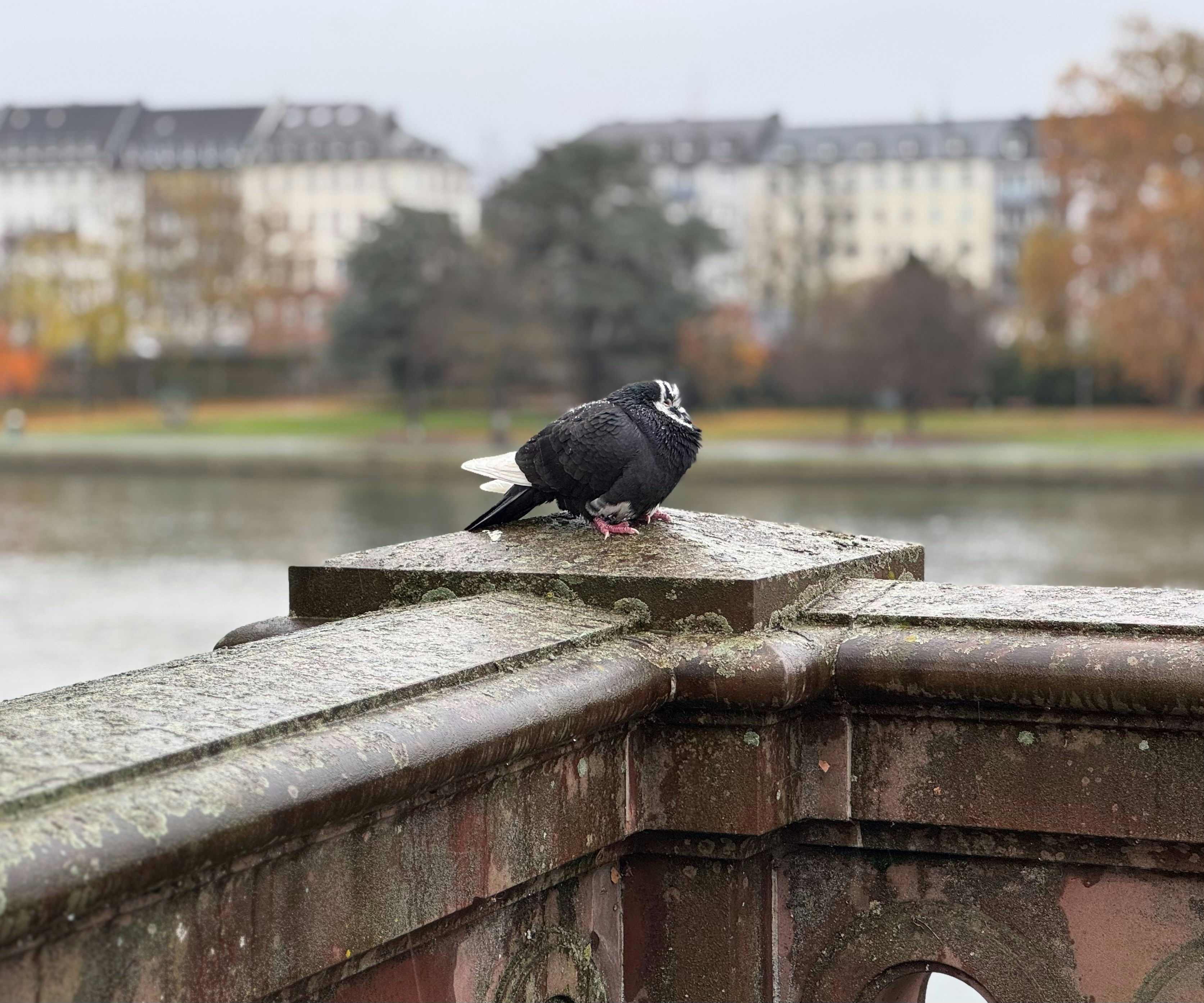 Riverside Perch: A Weathered Railing Frames a Pigeon Against a Soft City Backdrop