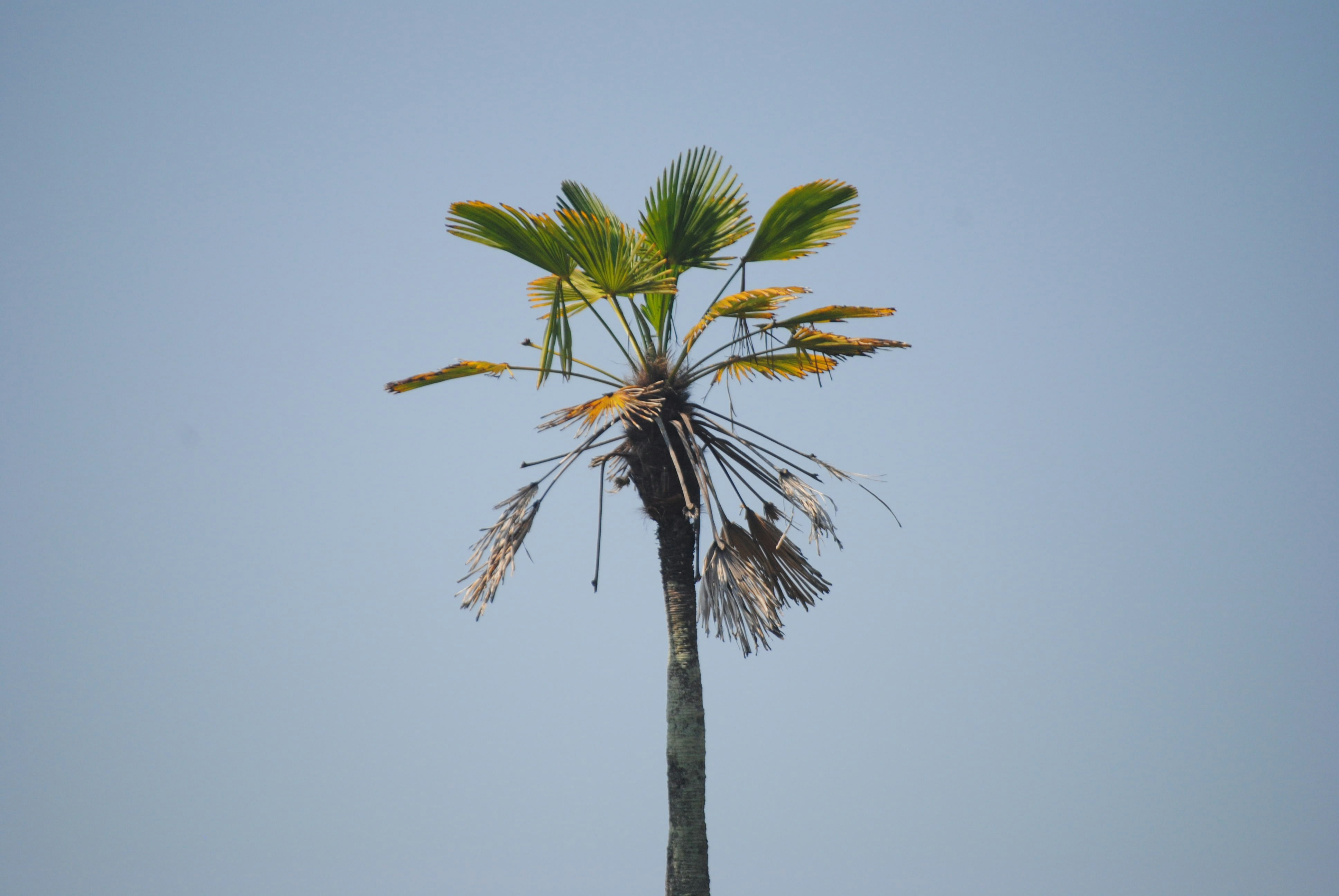 Solitary Palm Crown Reaching Toward a Cerulean Sky