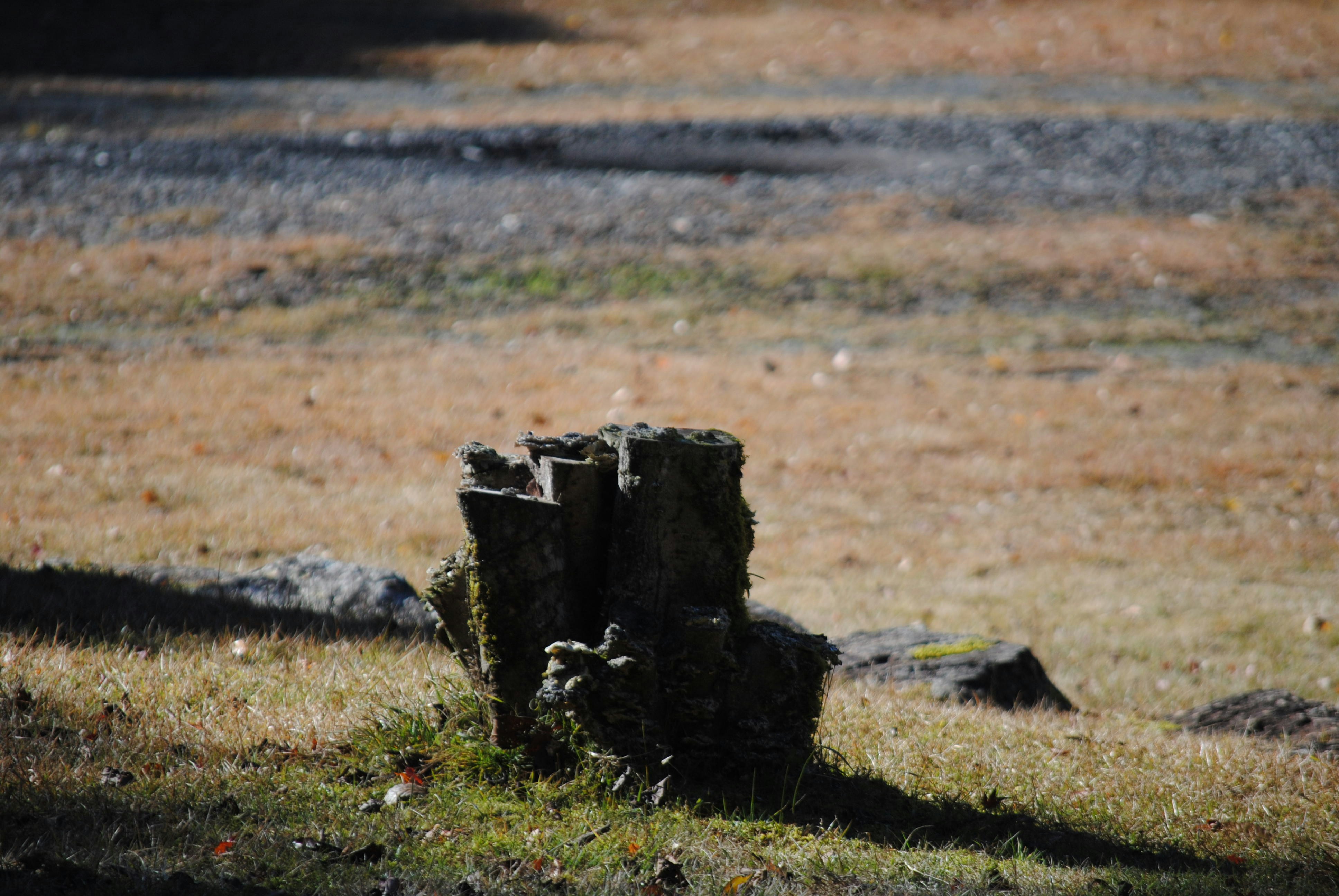 Weathered Stump at the Edge of a Sunlit Meadow