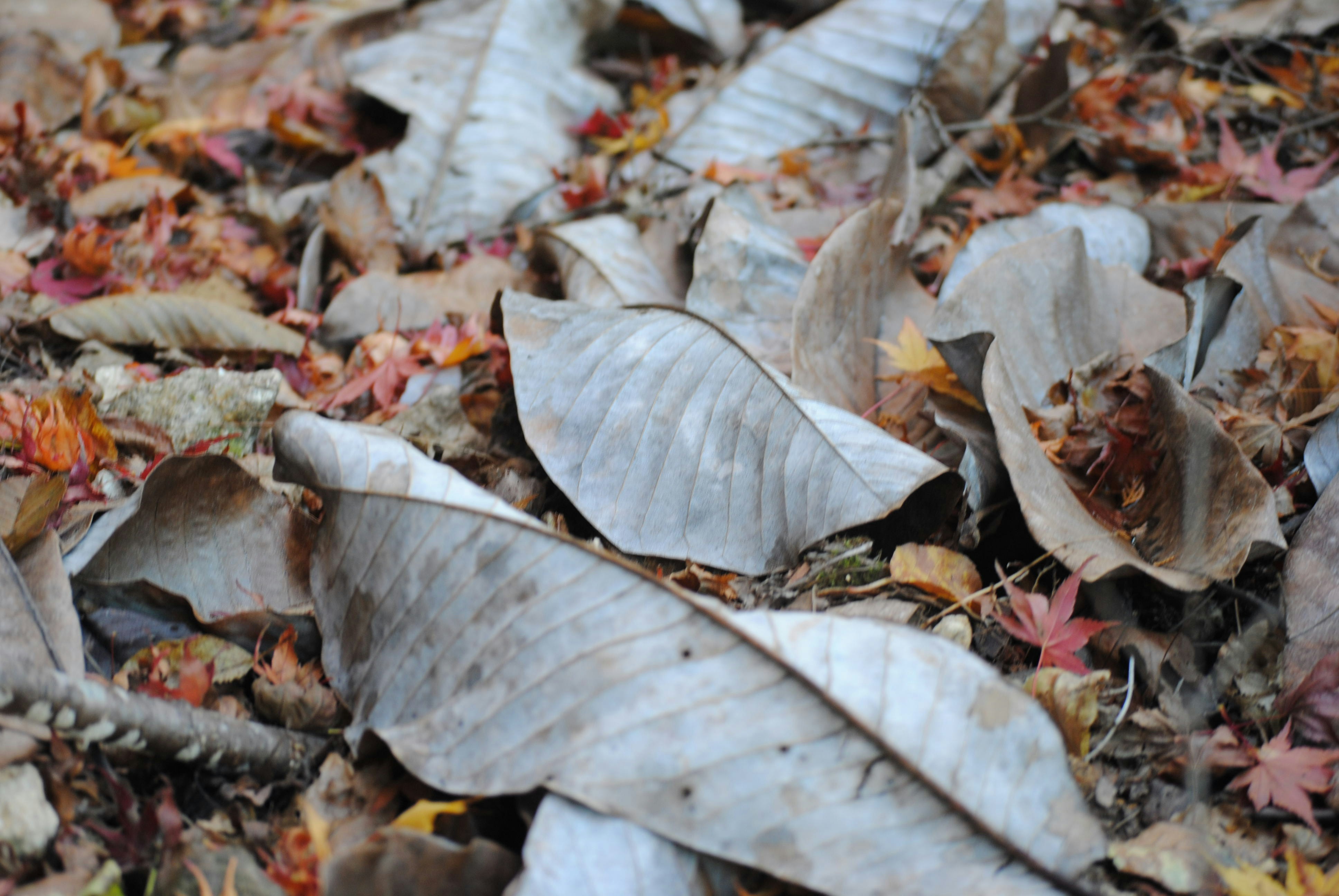 Ashen Leaves on an Autumn Carpet