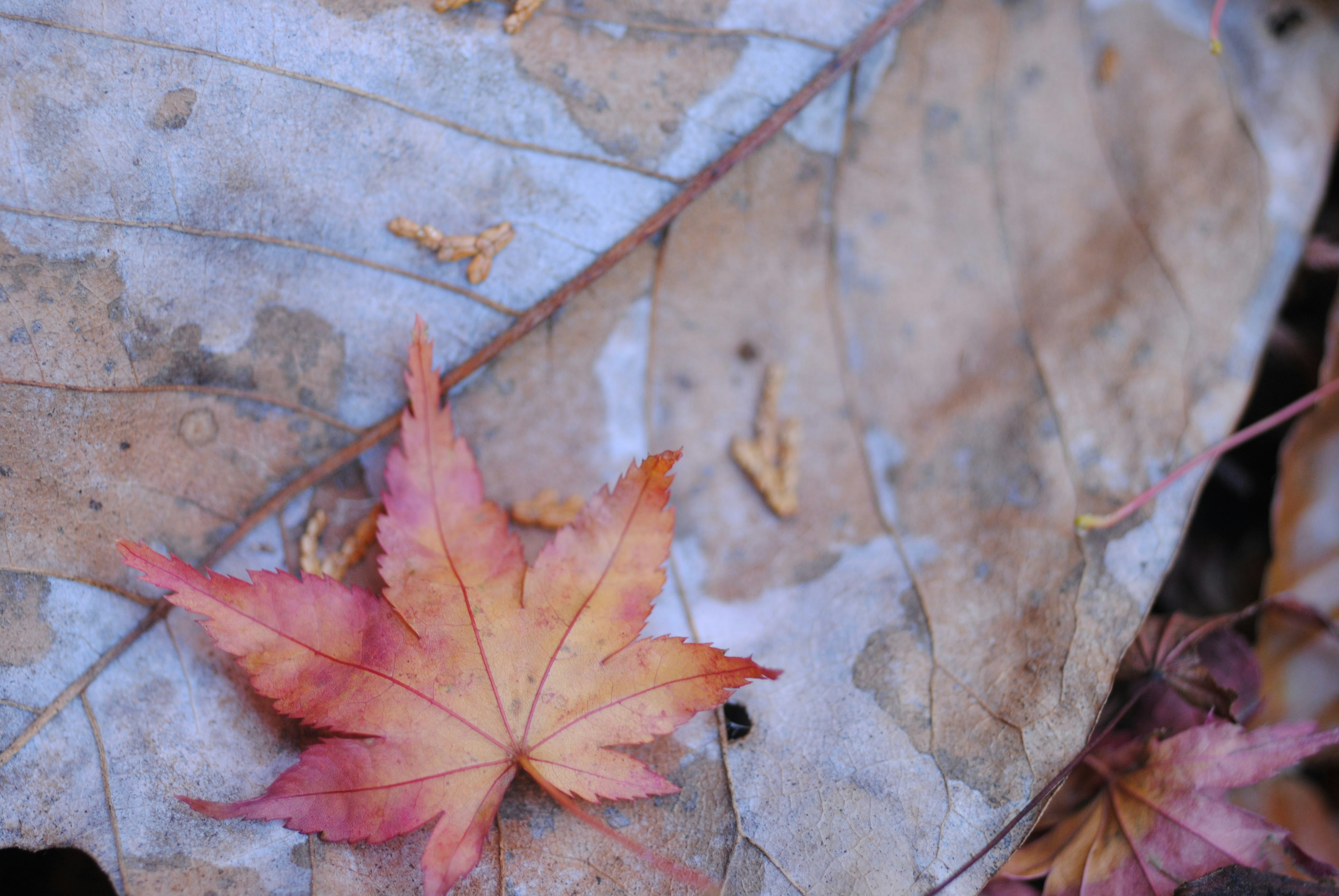 A leaf laying on top of a leaf covered ground photo – Free Plant Image ...