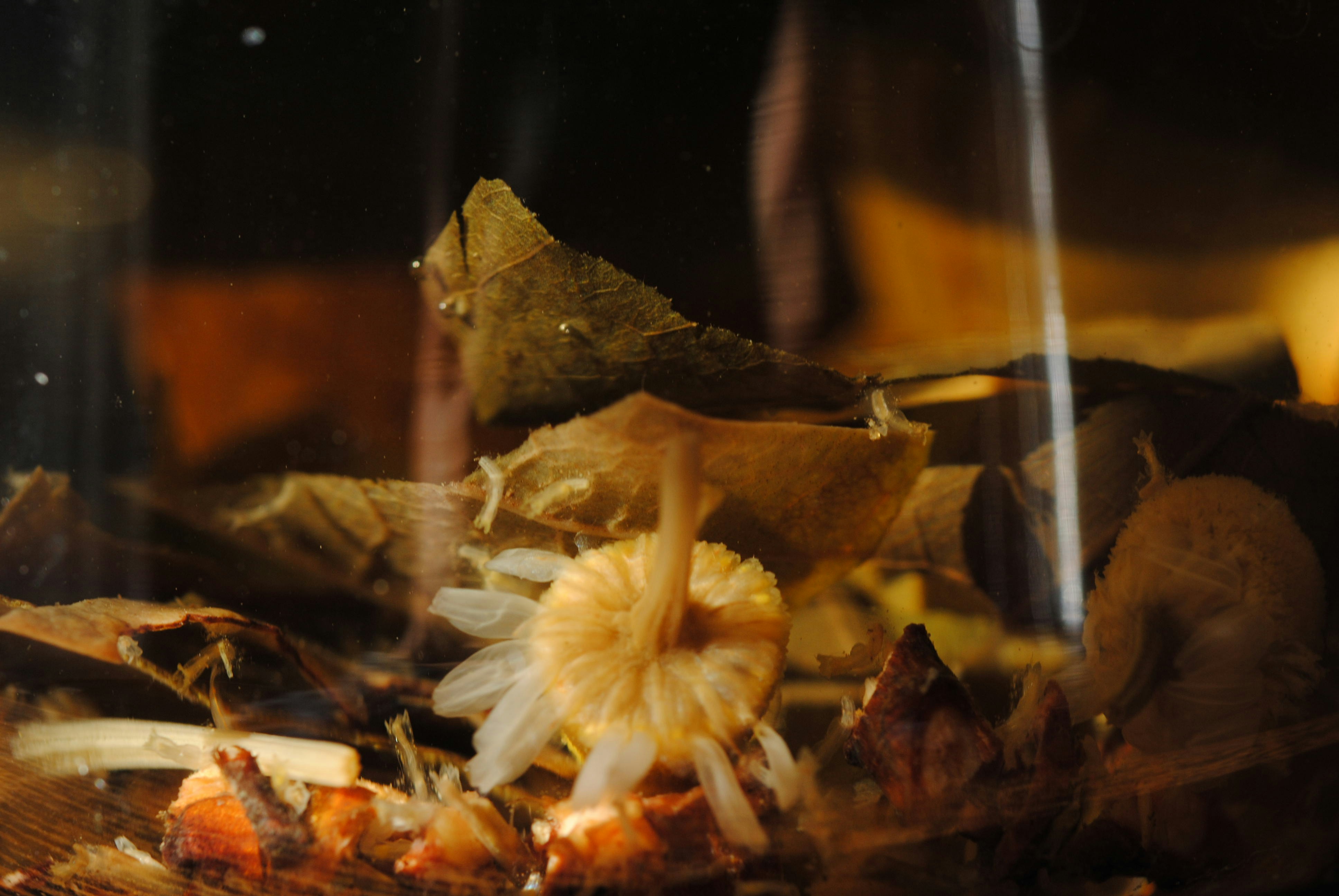 Glass-Encased Microfungus: Autumn Leaves and a Tiny Mushroom