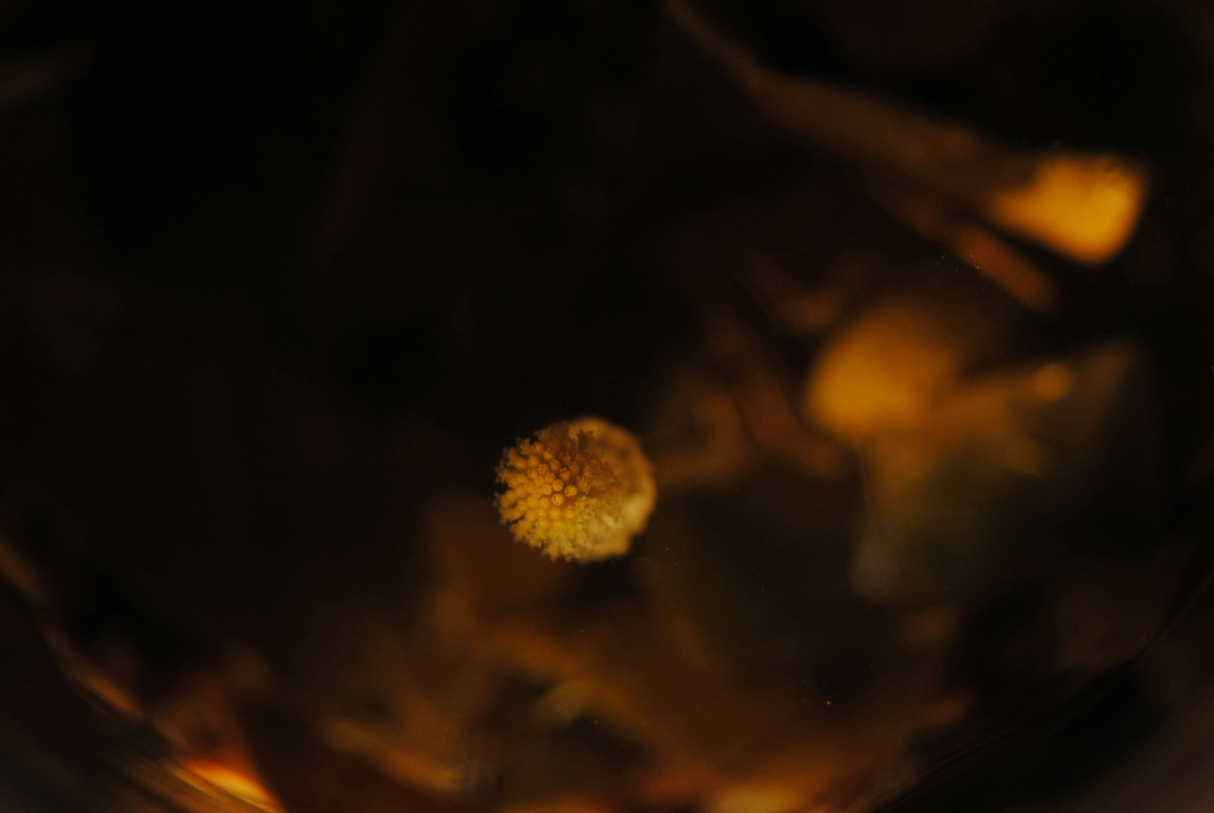 Floating Puffball: A Tiny World in a Dark Vessel