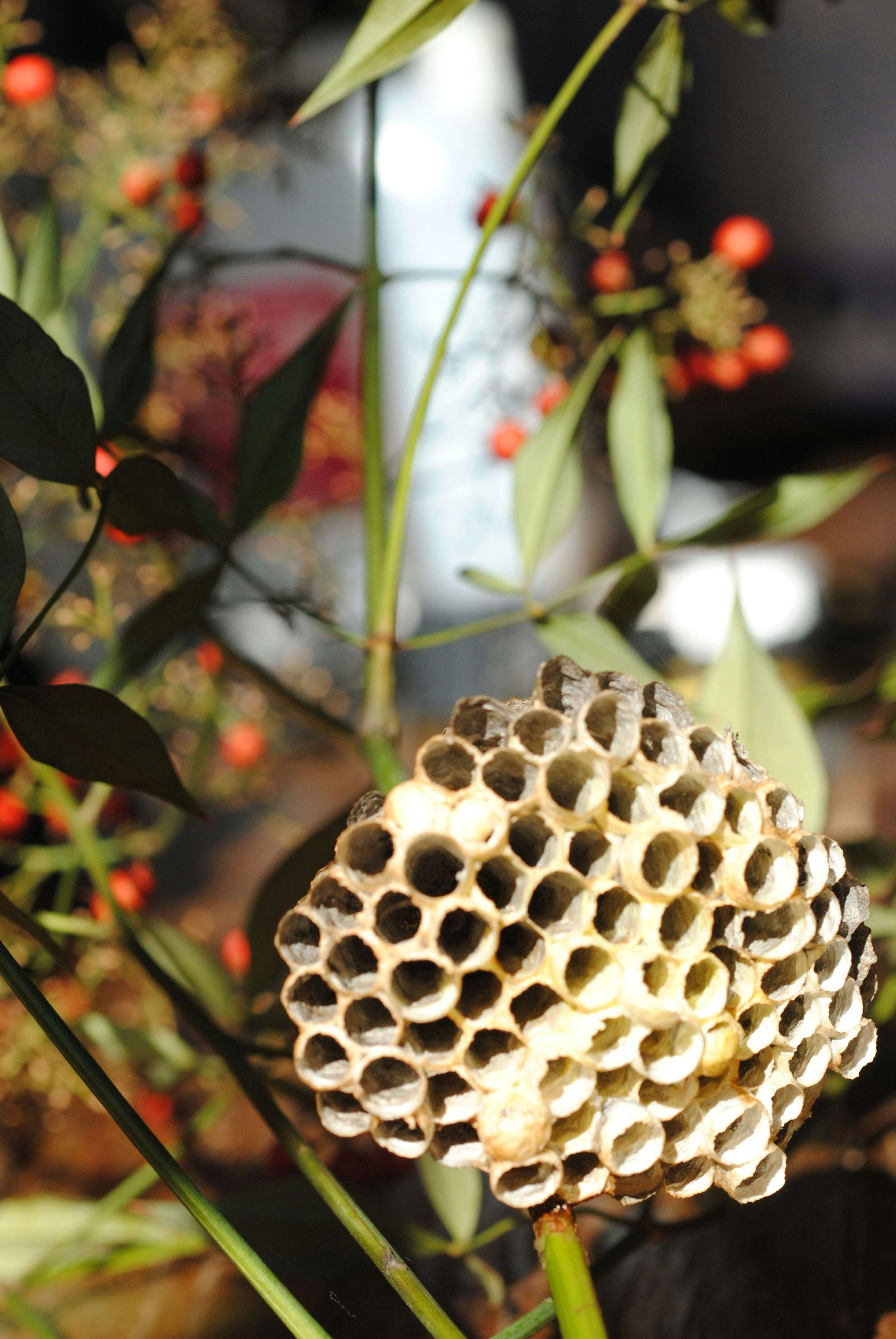 Hexagonal Relic in a Soft Garden Glow