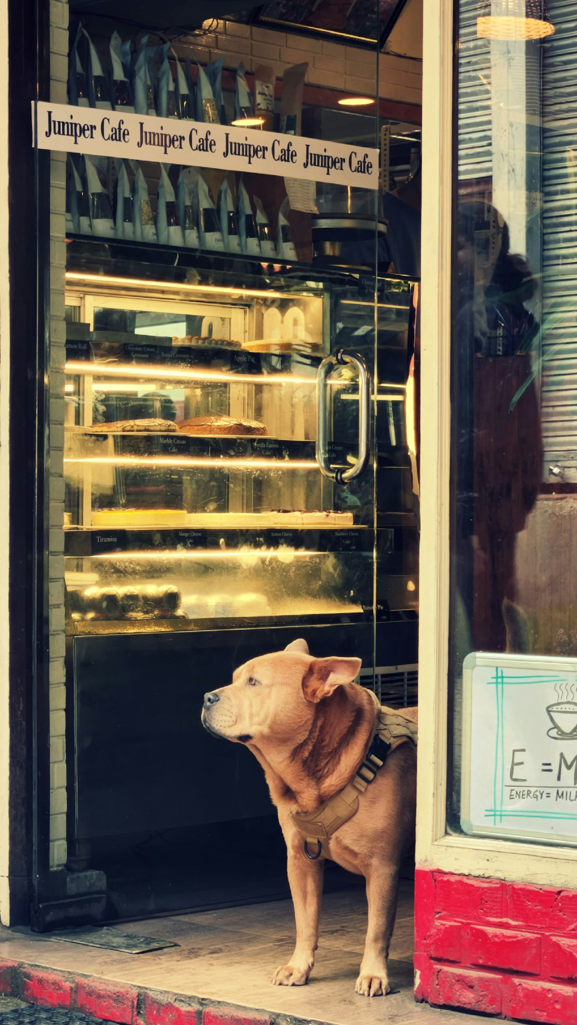 Doorstep Sentinel by Jumper Café: A Loyal Pup Waits for Pastries