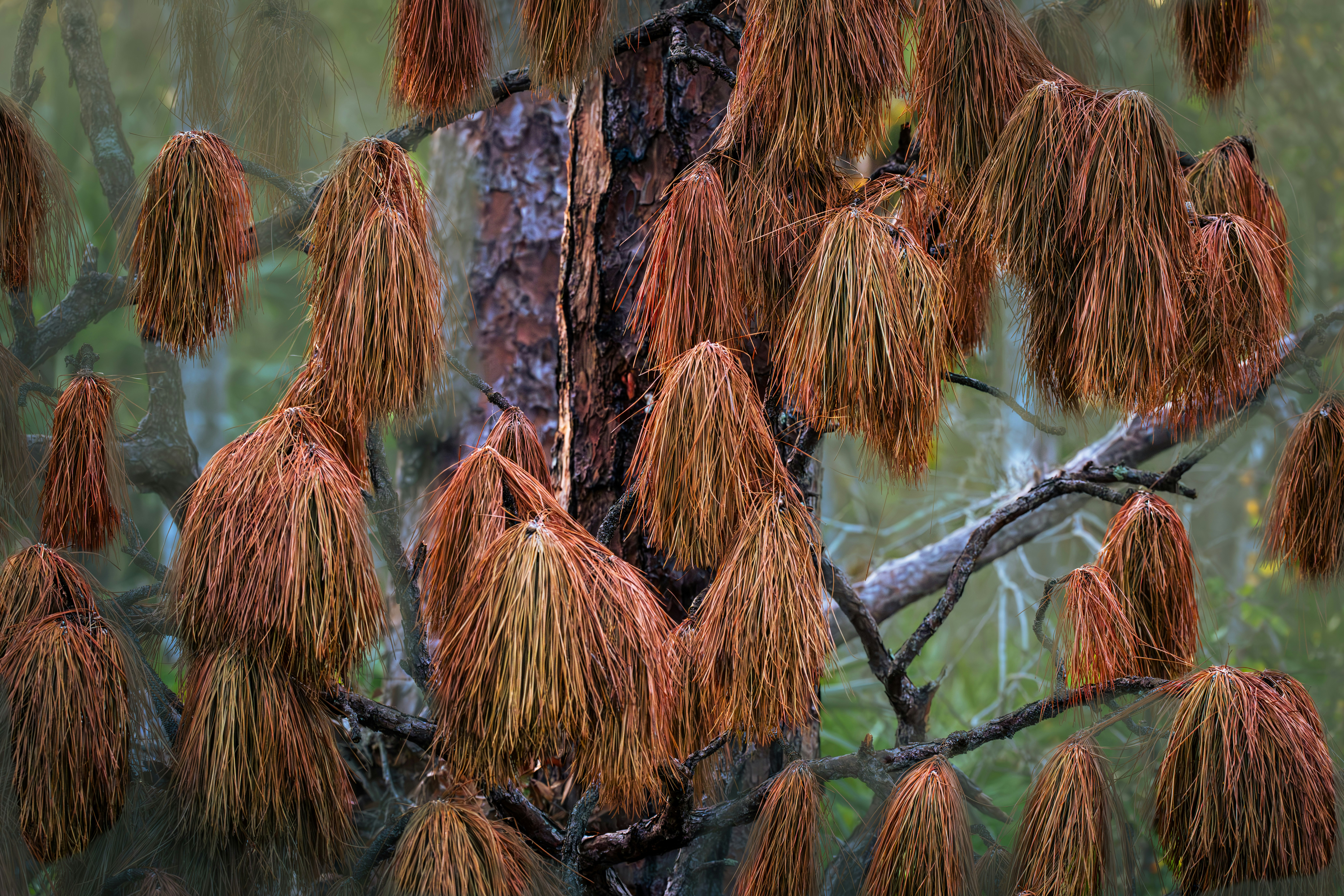 Dry pine needle clusters hanging from branches with a backdrop of weathered tree bark.