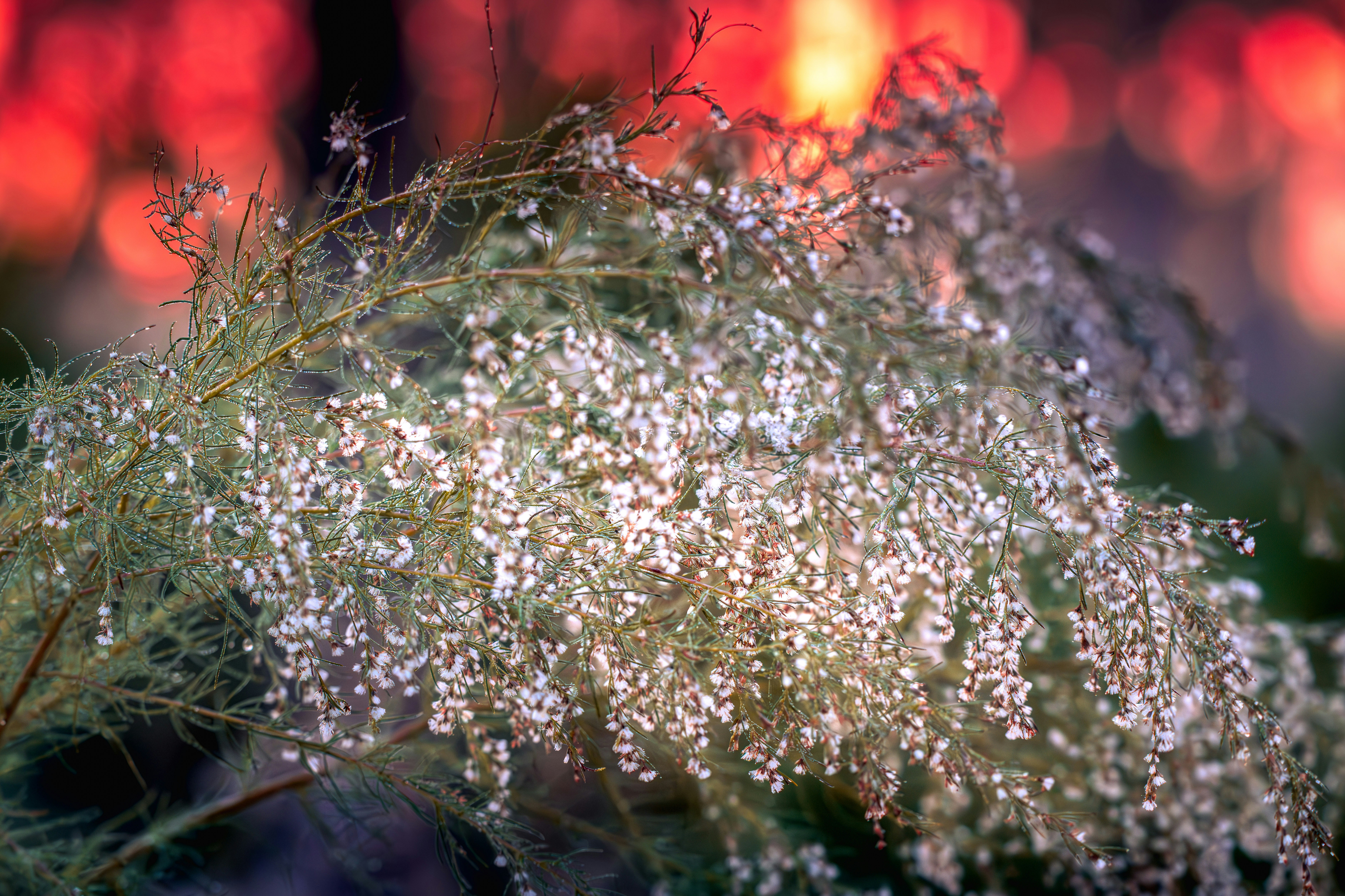 Whispers of Autumn: Floral Elegance Amidst a Fiery Sunset
