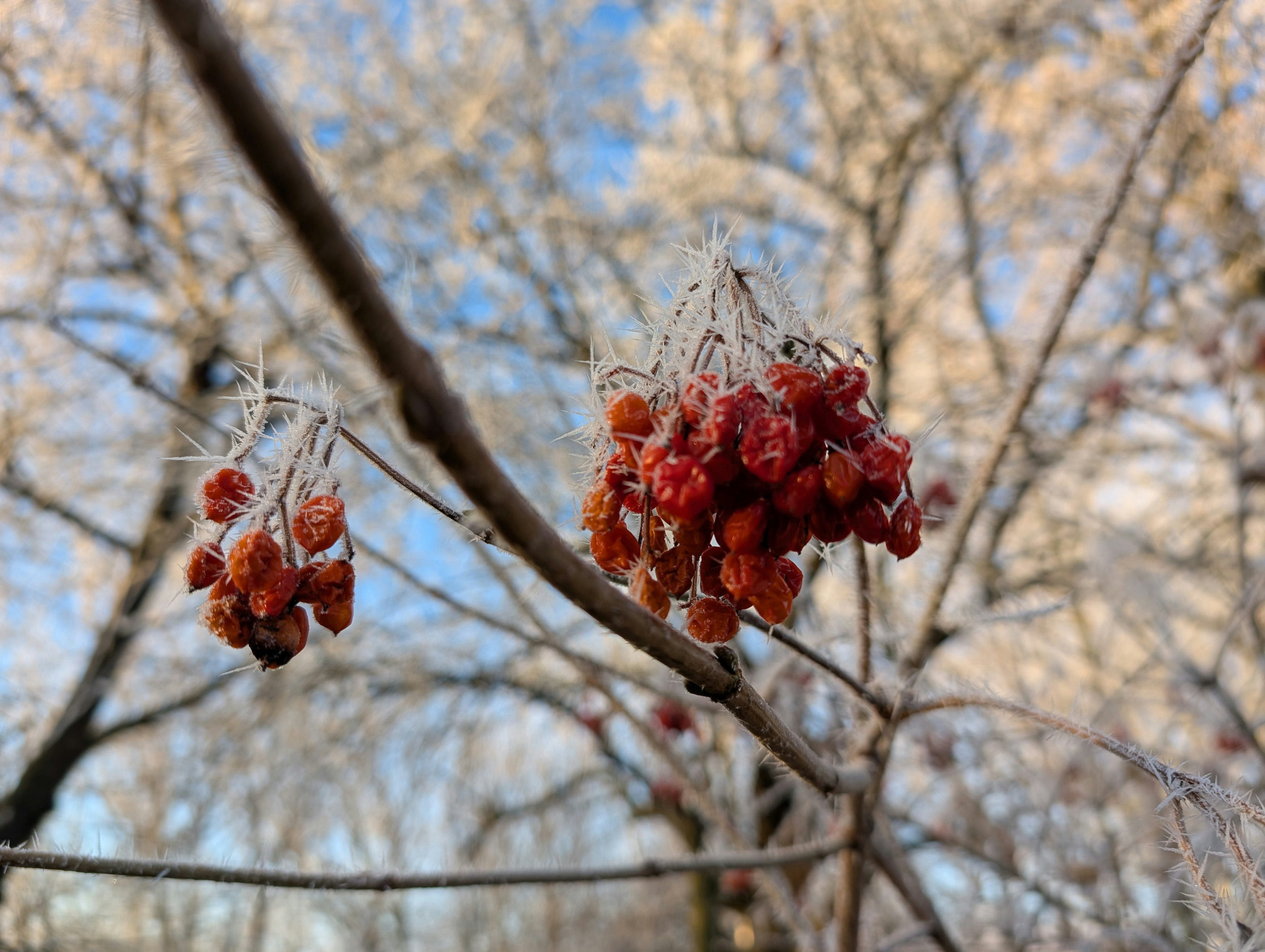 Frosted Berries on a Bare Branch in Winter Light