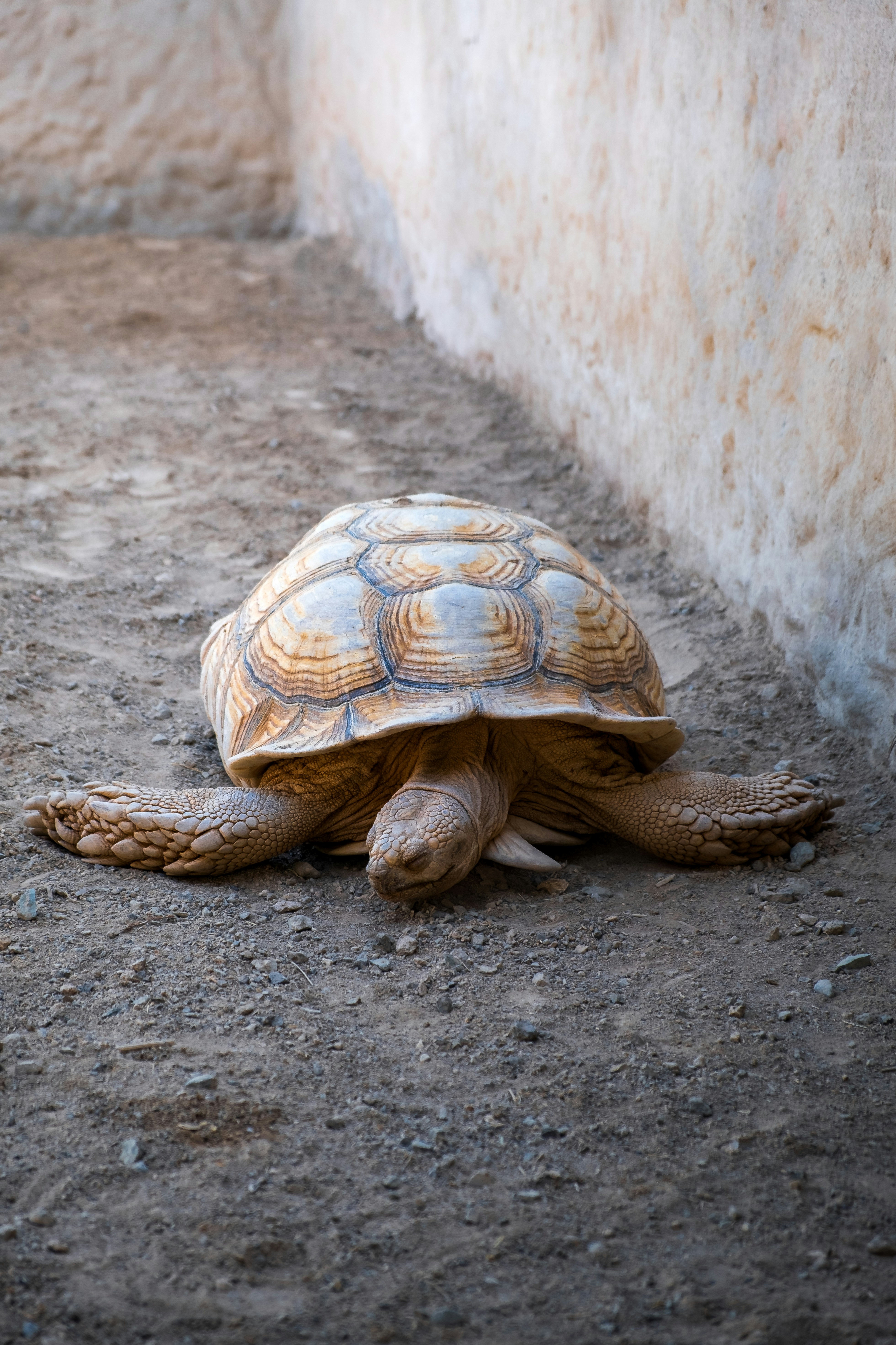 A tortoise laying on the ground in a zoo enclosure photo – Free Animal ...