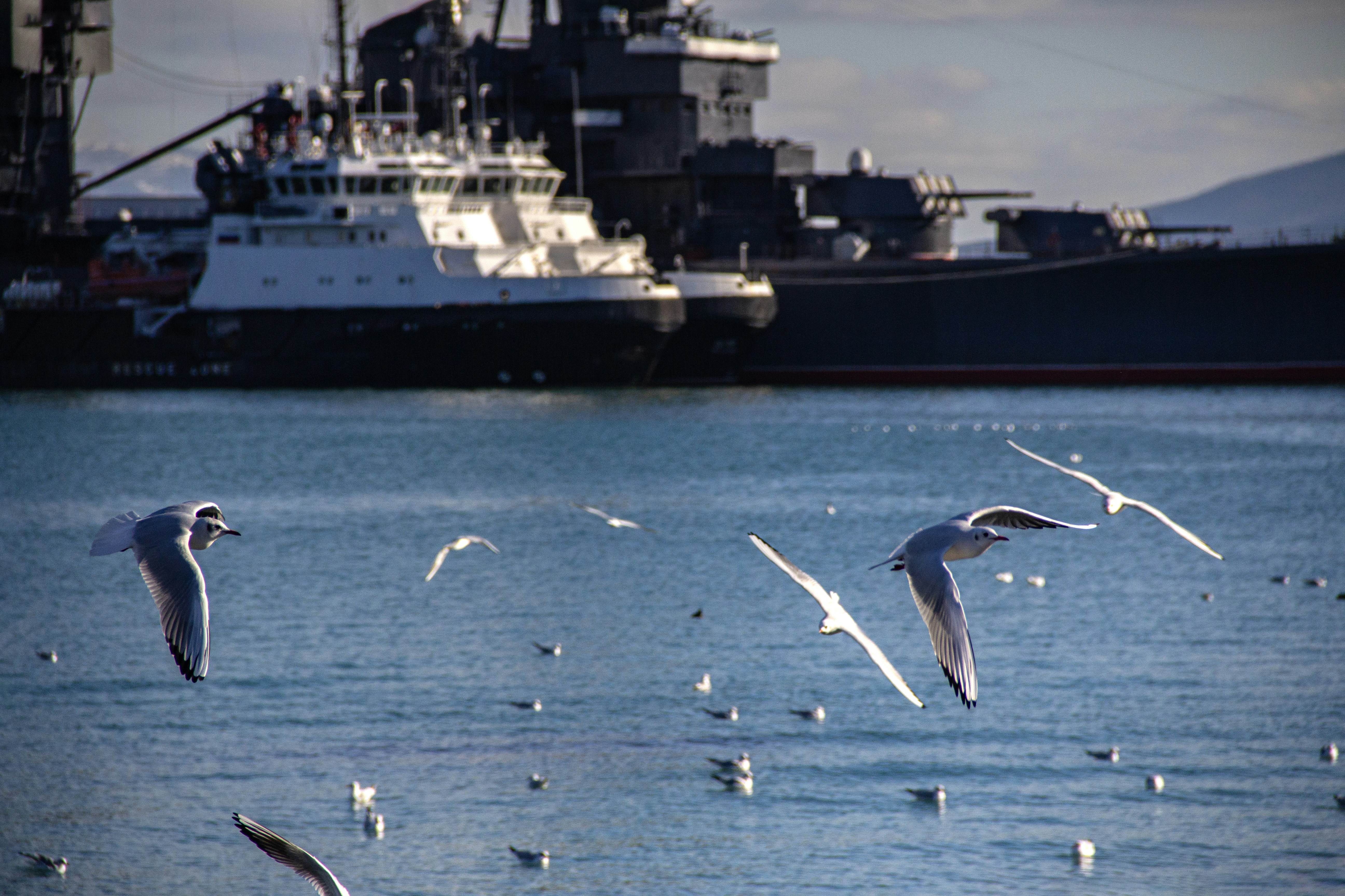 Harbor Skies: Seabirds in Flight Against a Distant Vessel