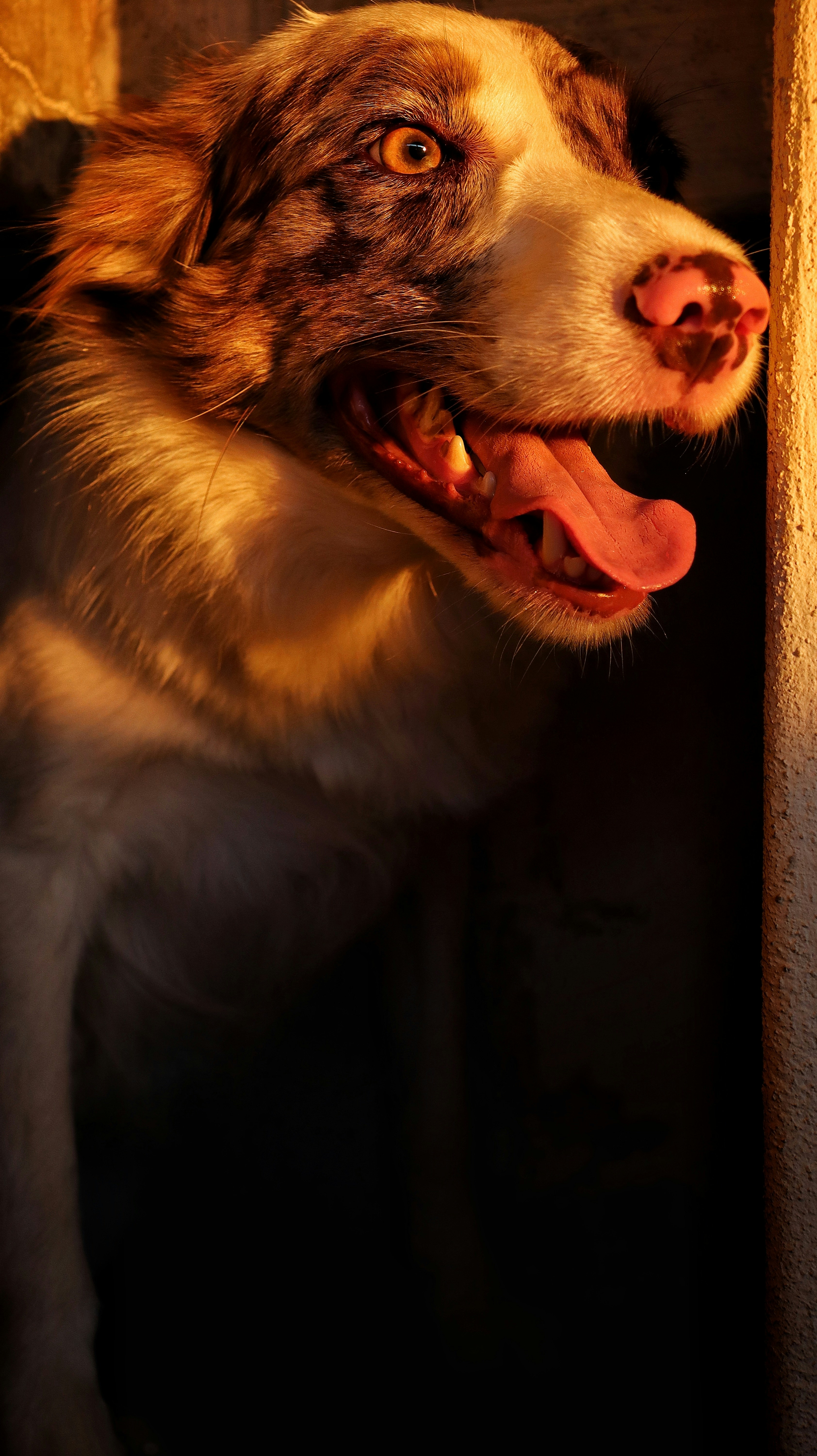 Amber Gaze Through the Doorway: A Dog’s Playful, Teeth-Bared Moment