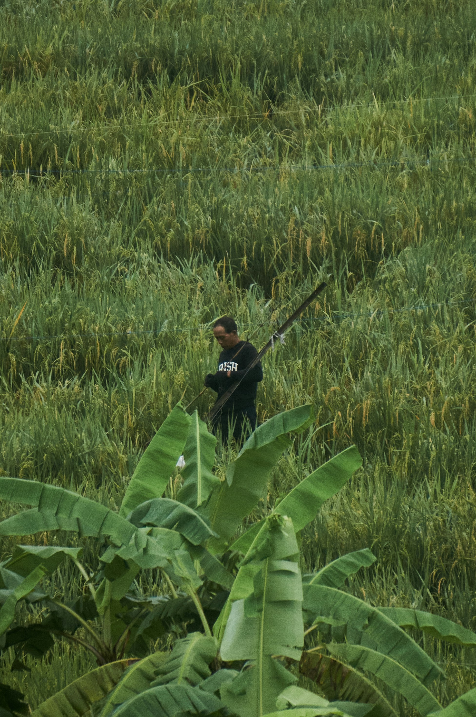Pole-Bearing Silhouette Amid Tropical Green: A Lone Figure in the Grass