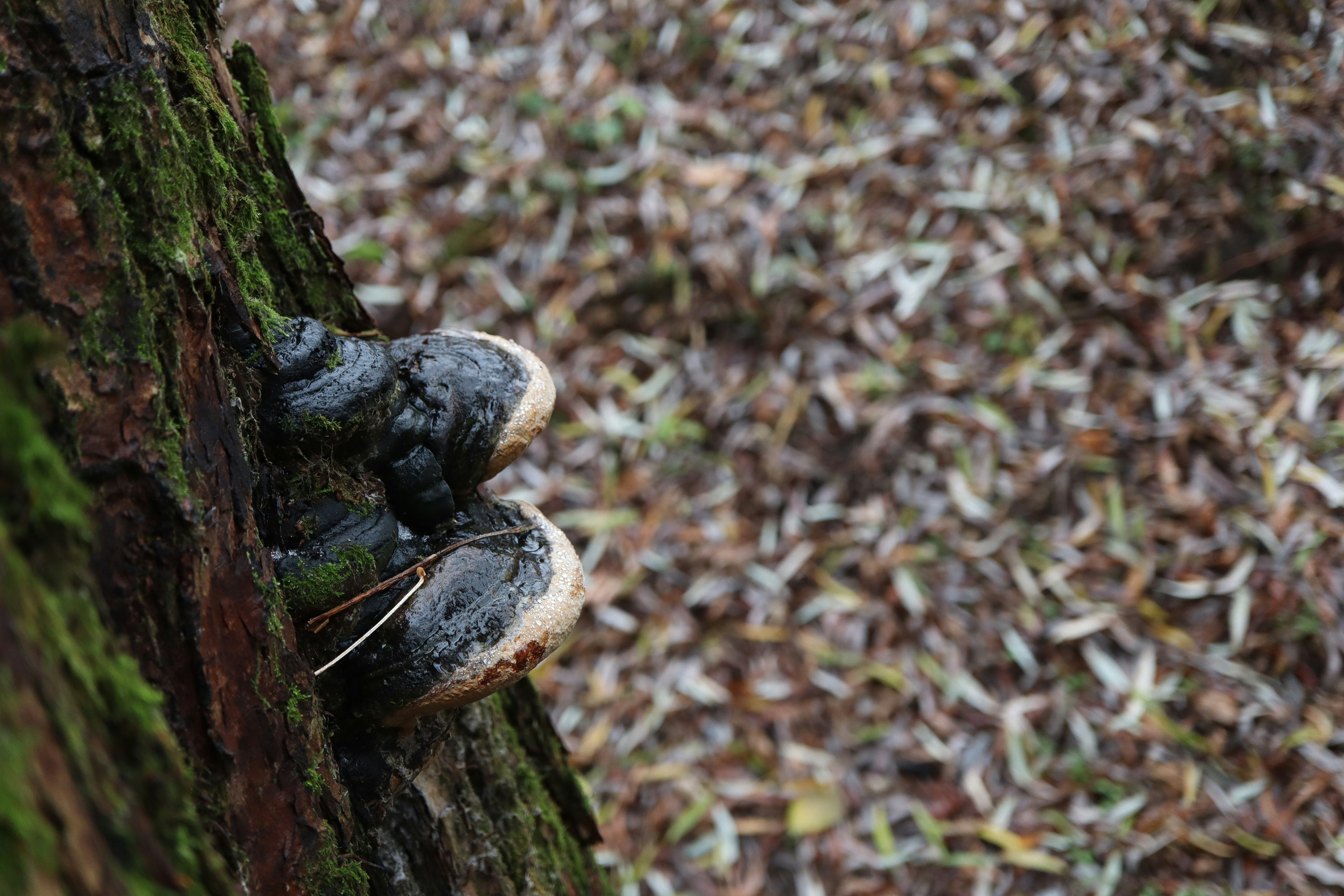 Moss-Canded Fungi on a Mossy Tree Trunk