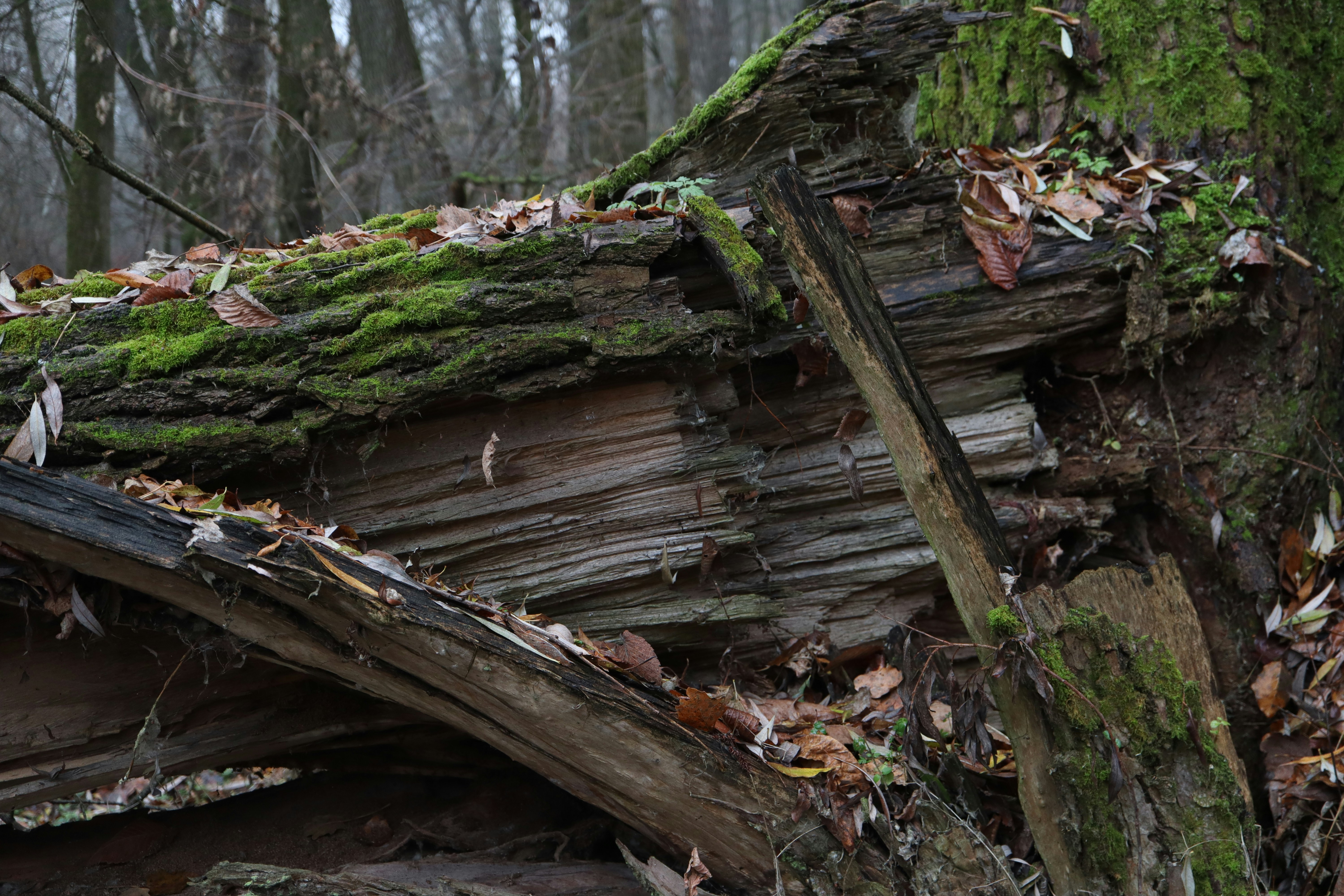 Mossy Embrace: The Quiet Forest Sentinel