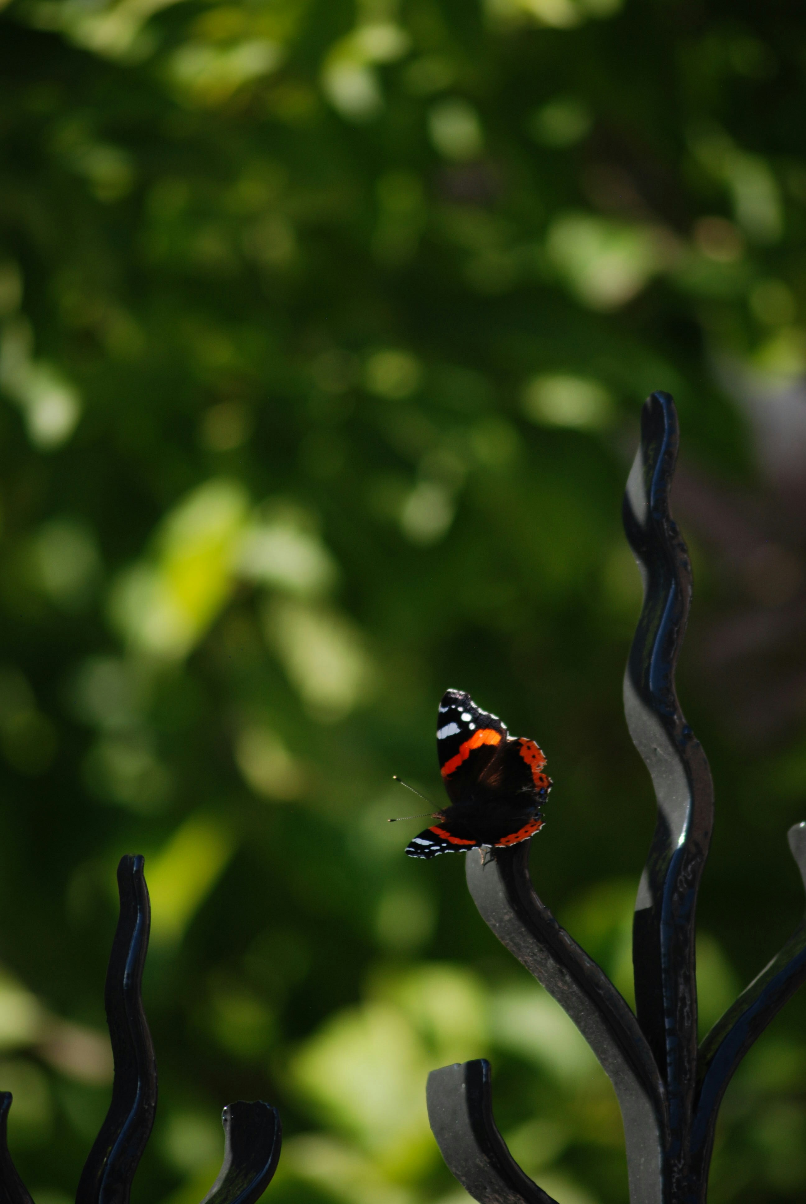 Crimson-winged butterfly on wrought-iron tendrils in a sun-dappled garden