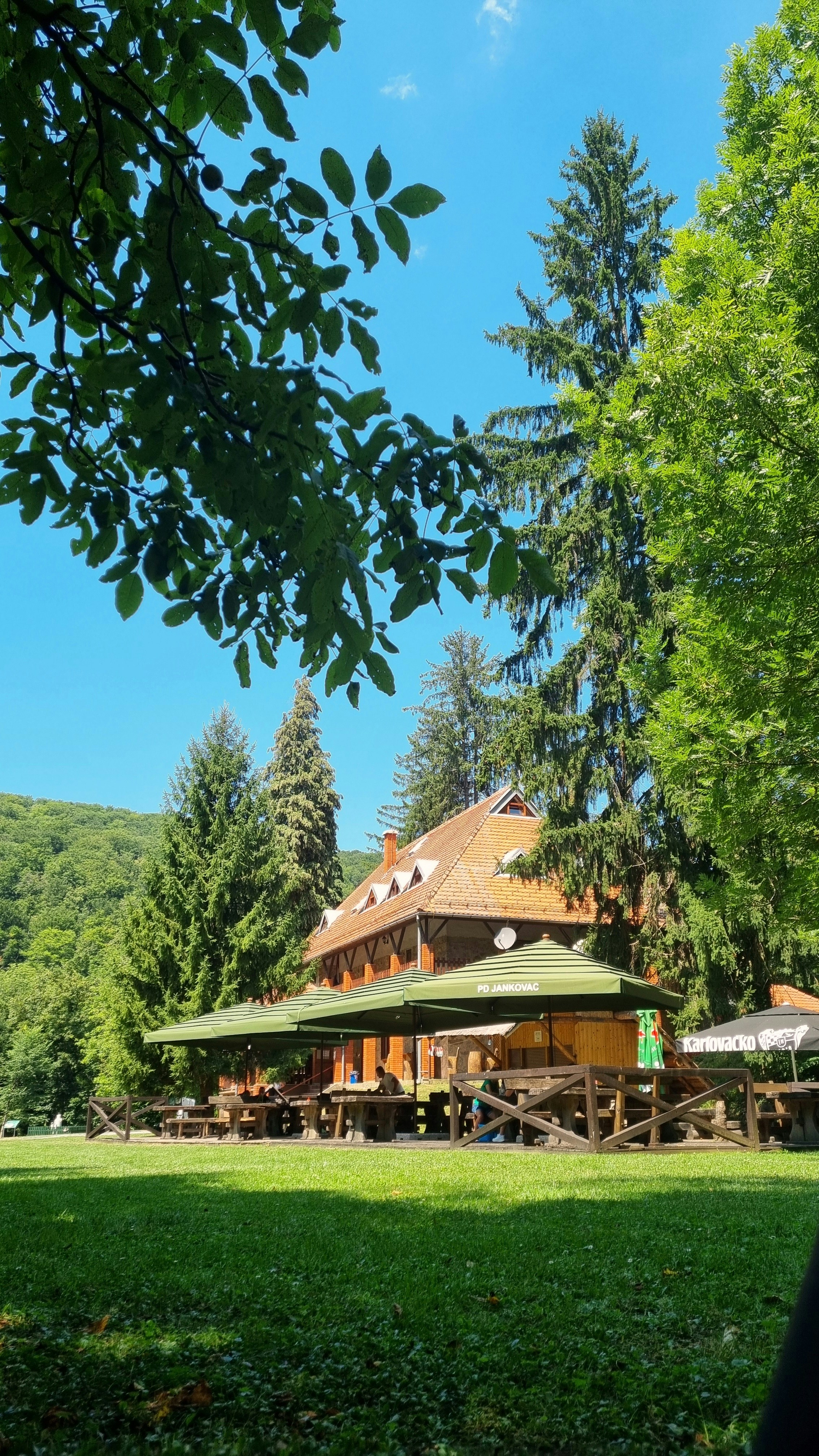 Forest Café Terrace Beneath a Pine Canopy