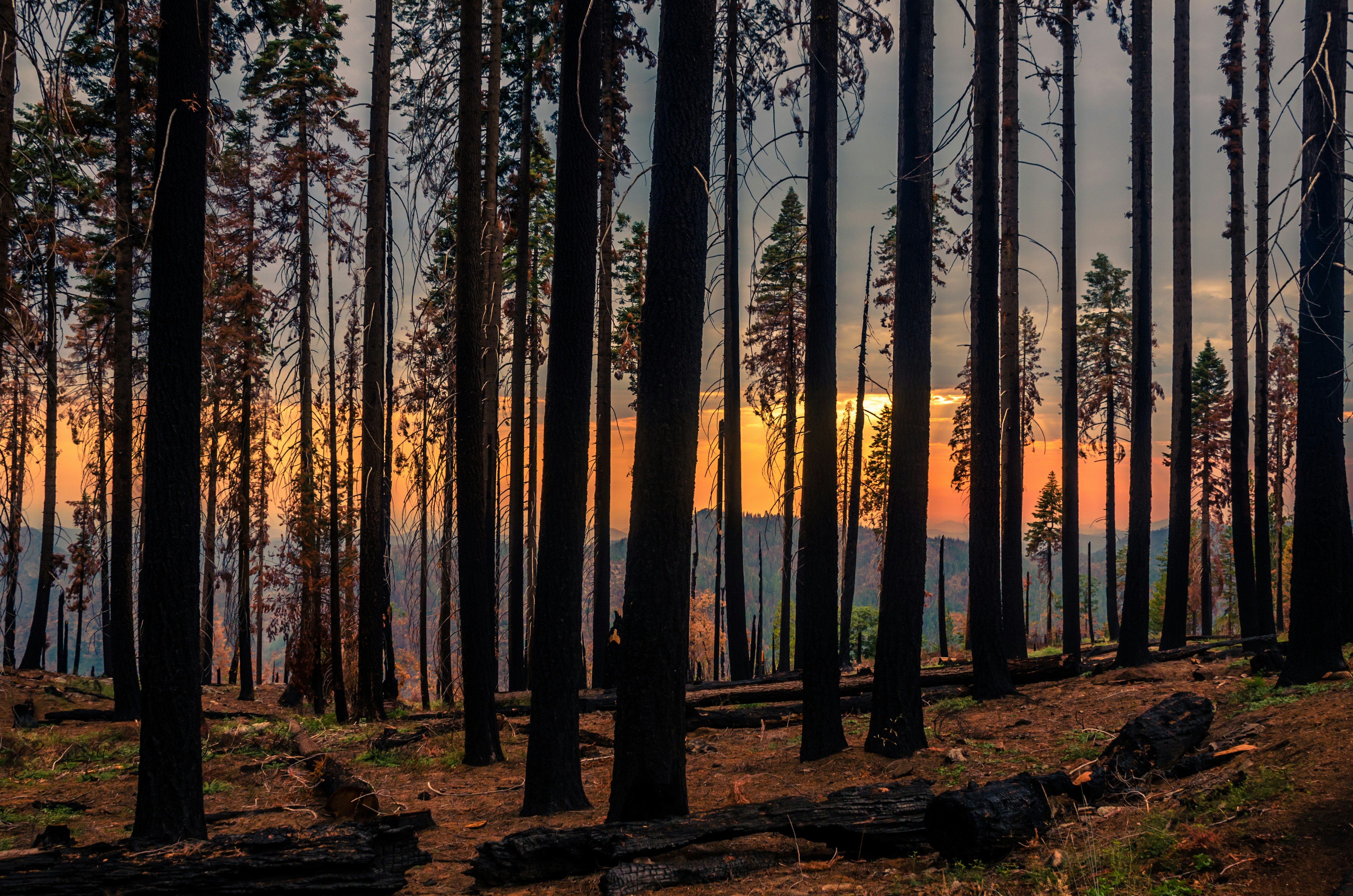 Second-Growth Timber - by Kevin Raney - Coddiwompling