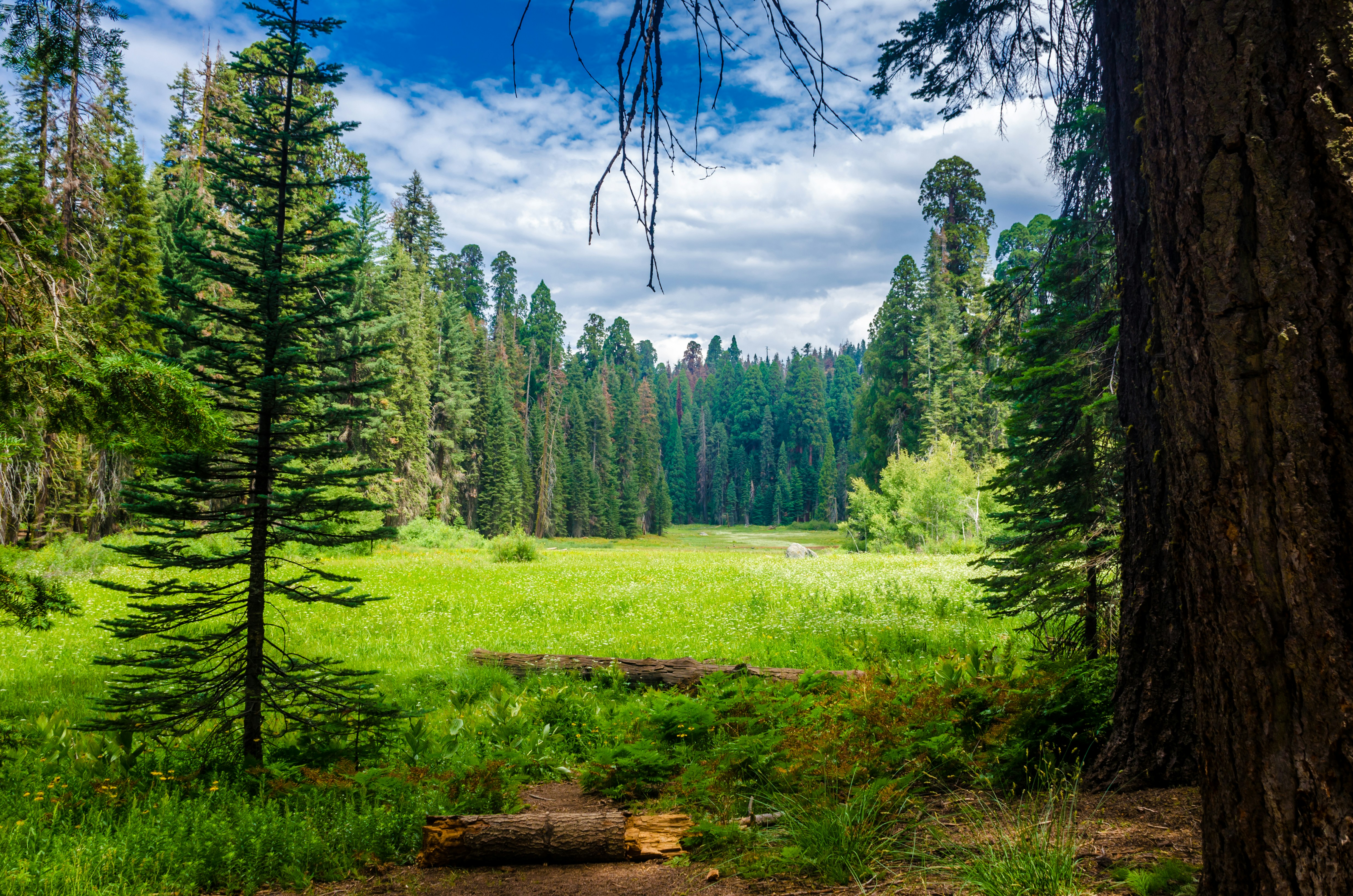 A grassy field surrounded by trees and a forest photo – Free Wallpaper ...