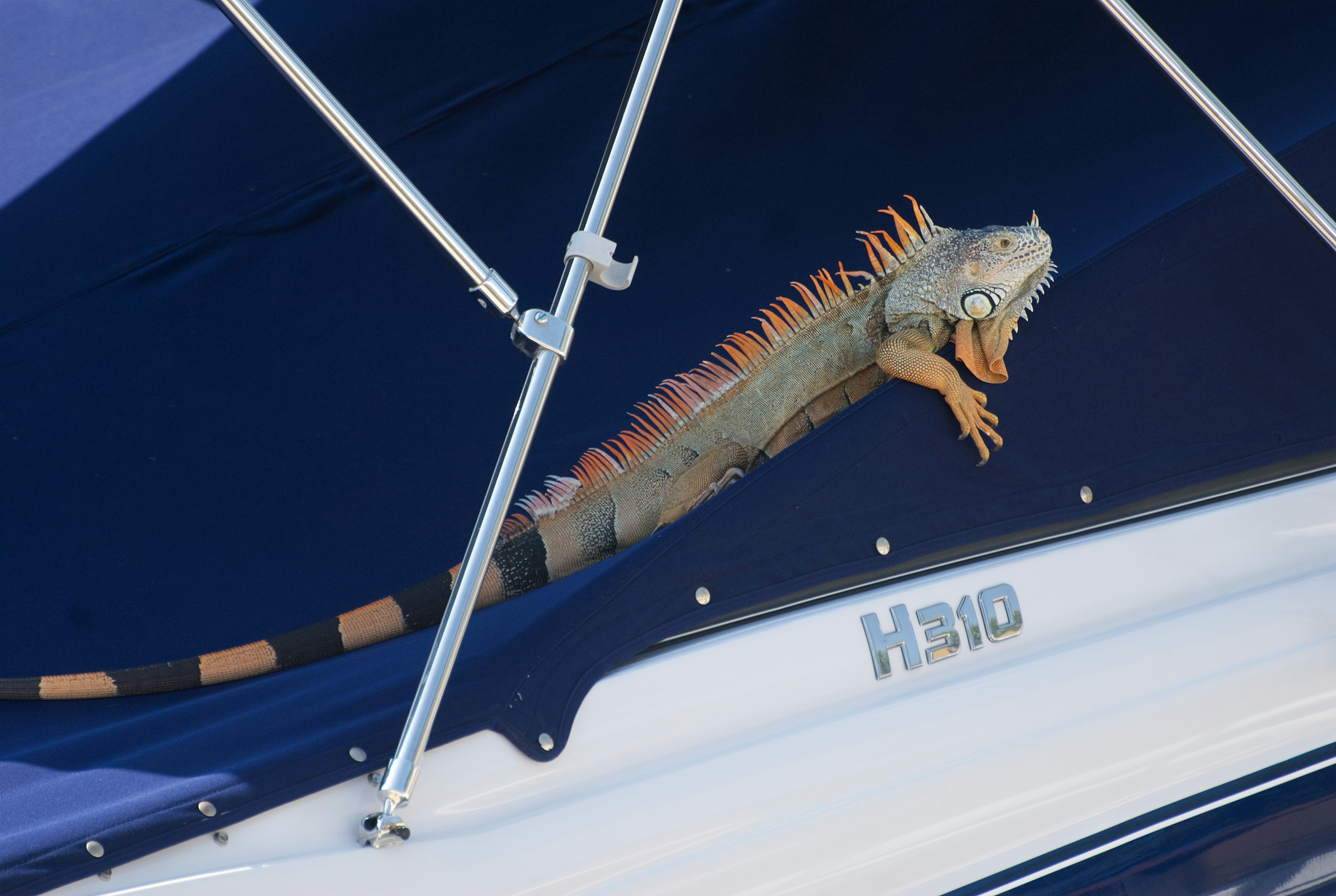 A large lizard sitting on the side of a boat photo – Free Black Image ...