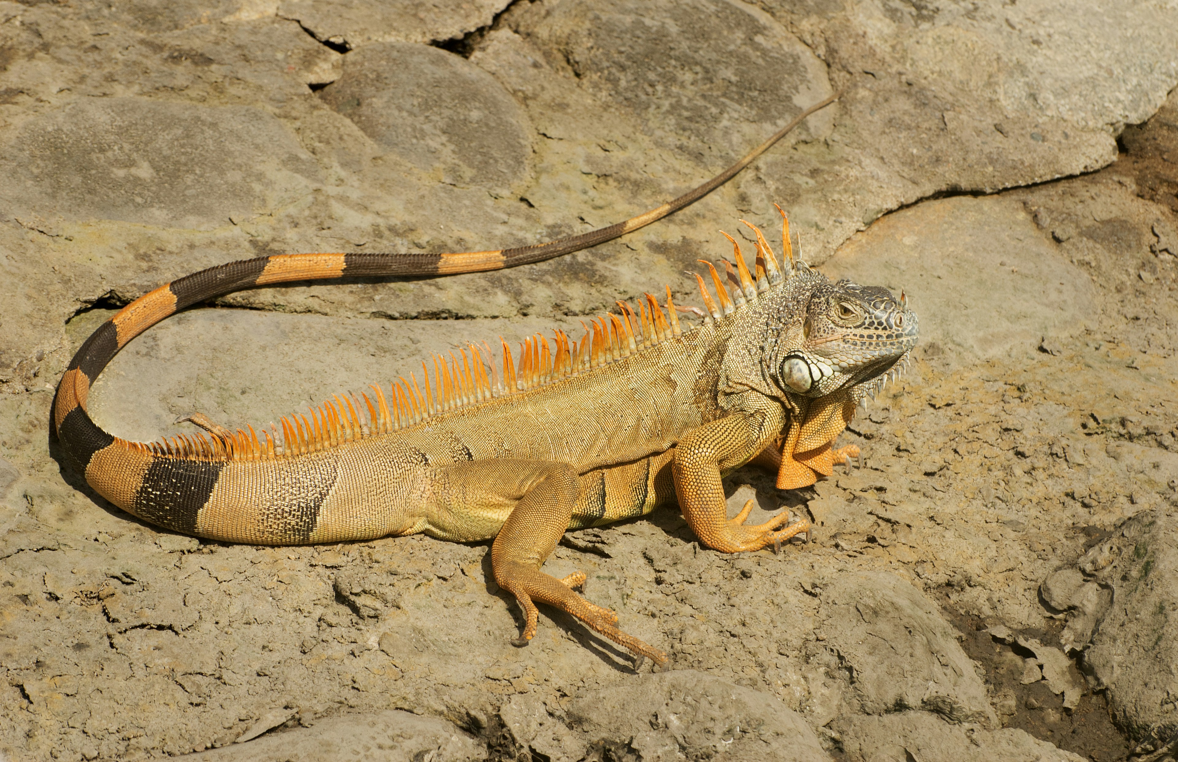 Orange-Spined Desert Lizard Reposes on Sunlit Granite