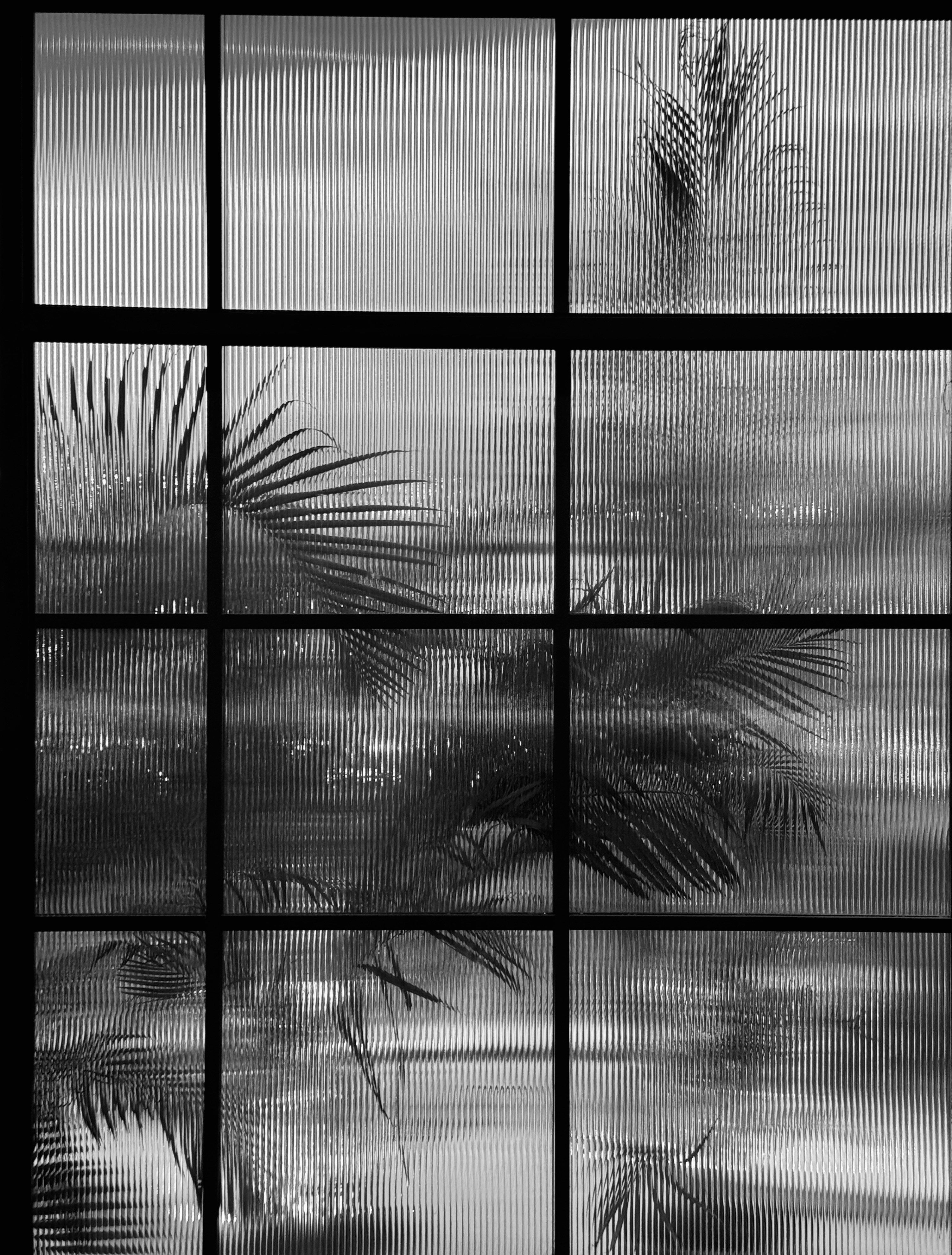 Silhouetted palm fronds behind a grid of frosted glass panels in black and white.