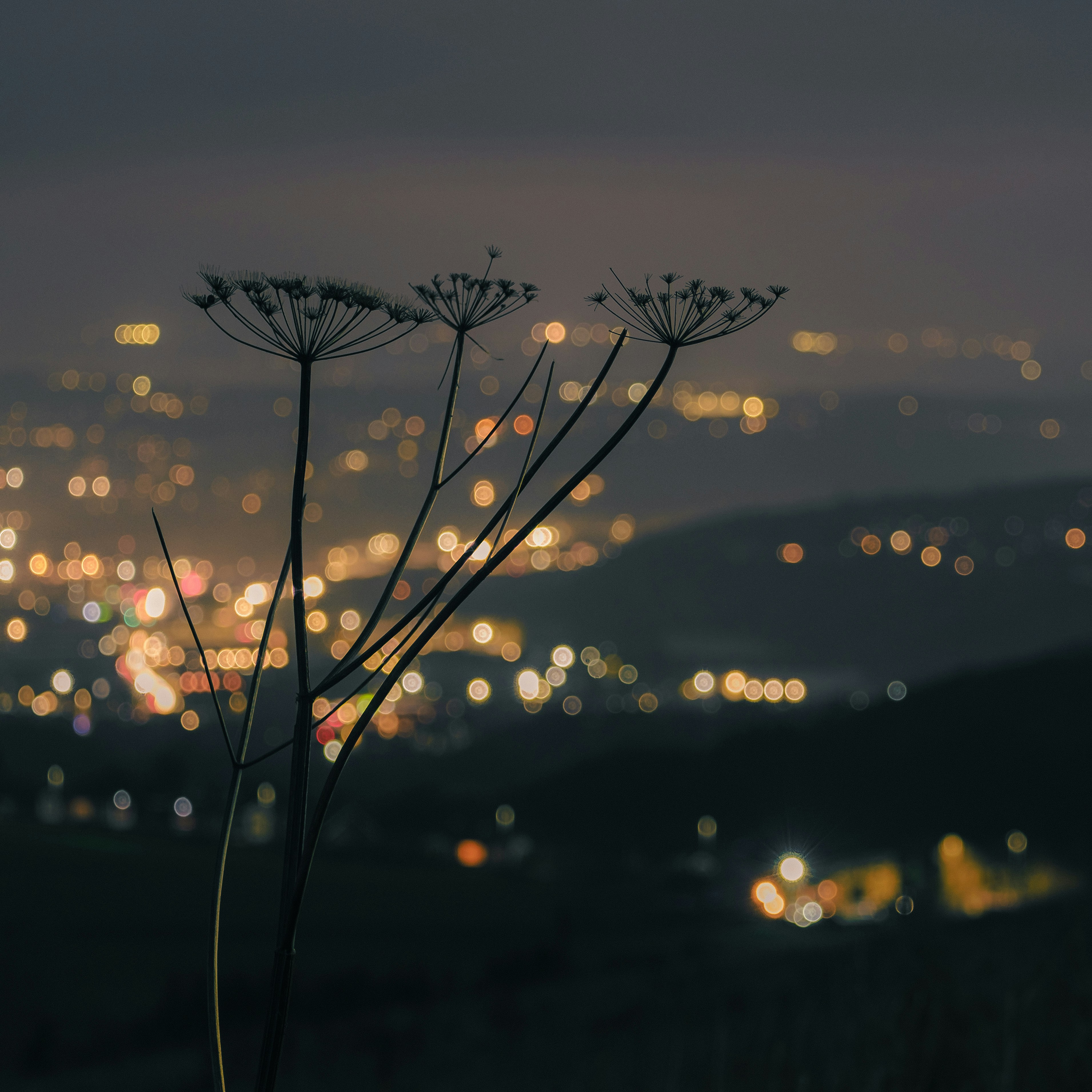 Whispering Stems Over City Lights at Blue Hour