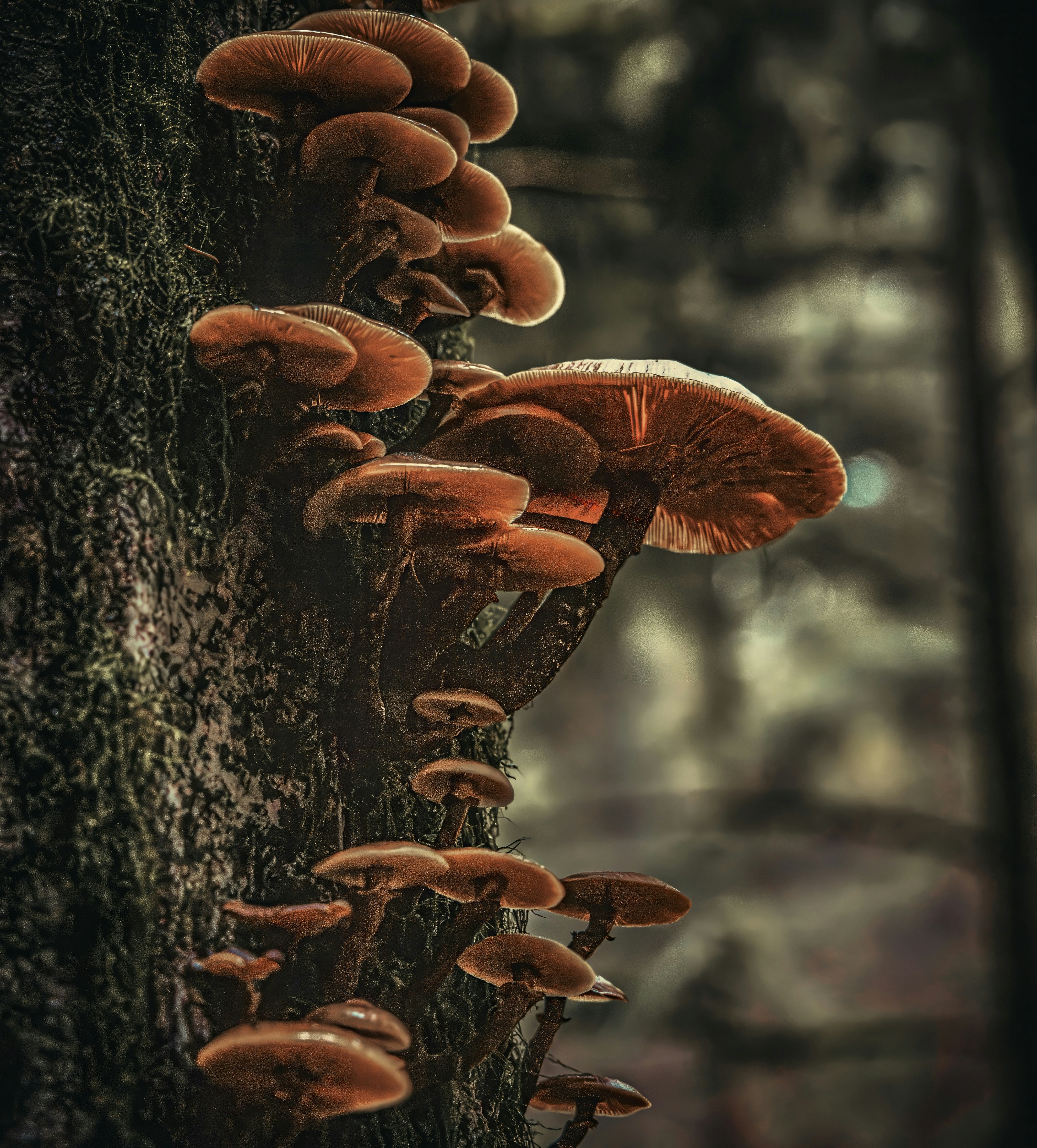 Amber Shelves Ascend: Mushrooms Cling to a Mossy Trunk in Dappled Forest Light