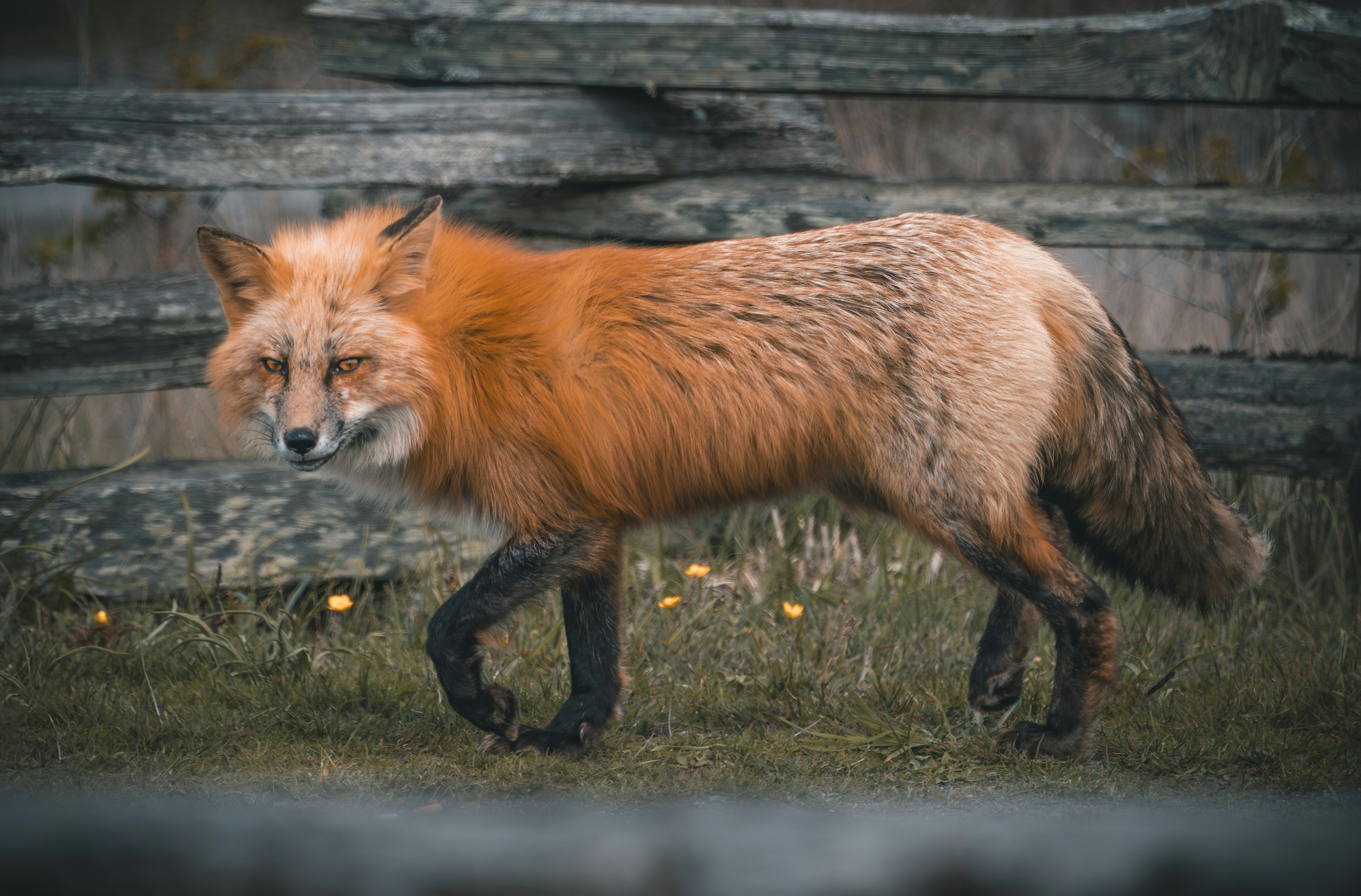 Photo by Greg Sellentin with Canon EOS R5