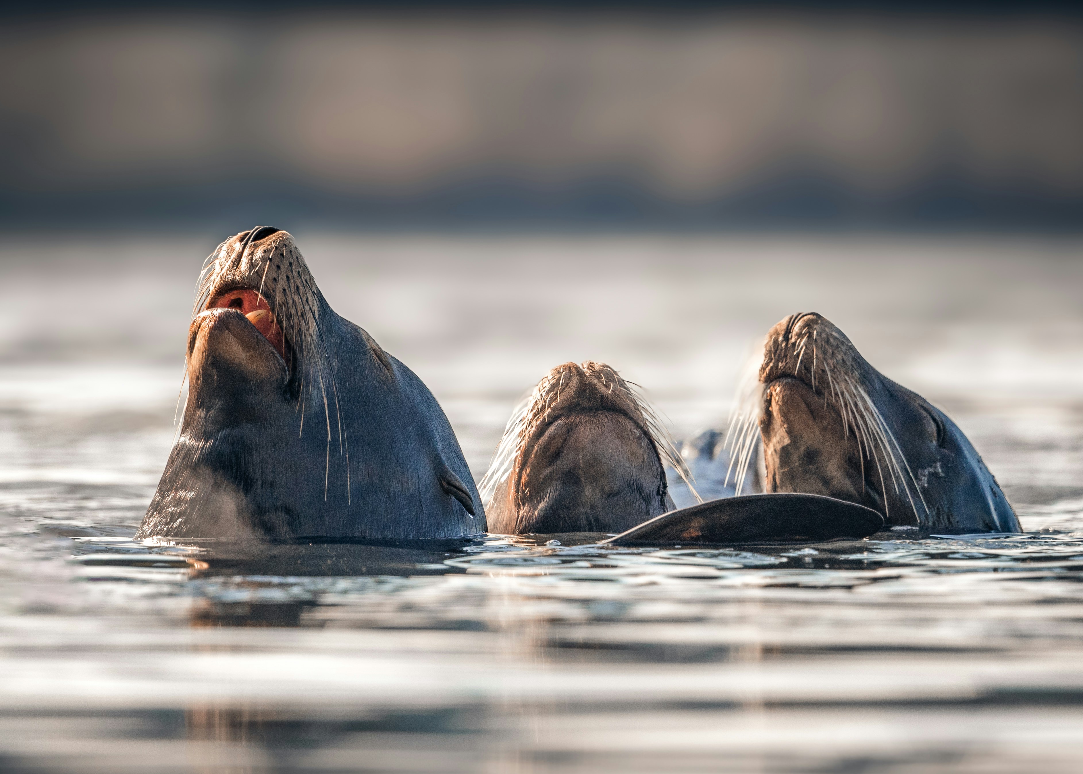 Yawning Harbor Seals: A Close-Up at the Waterline
