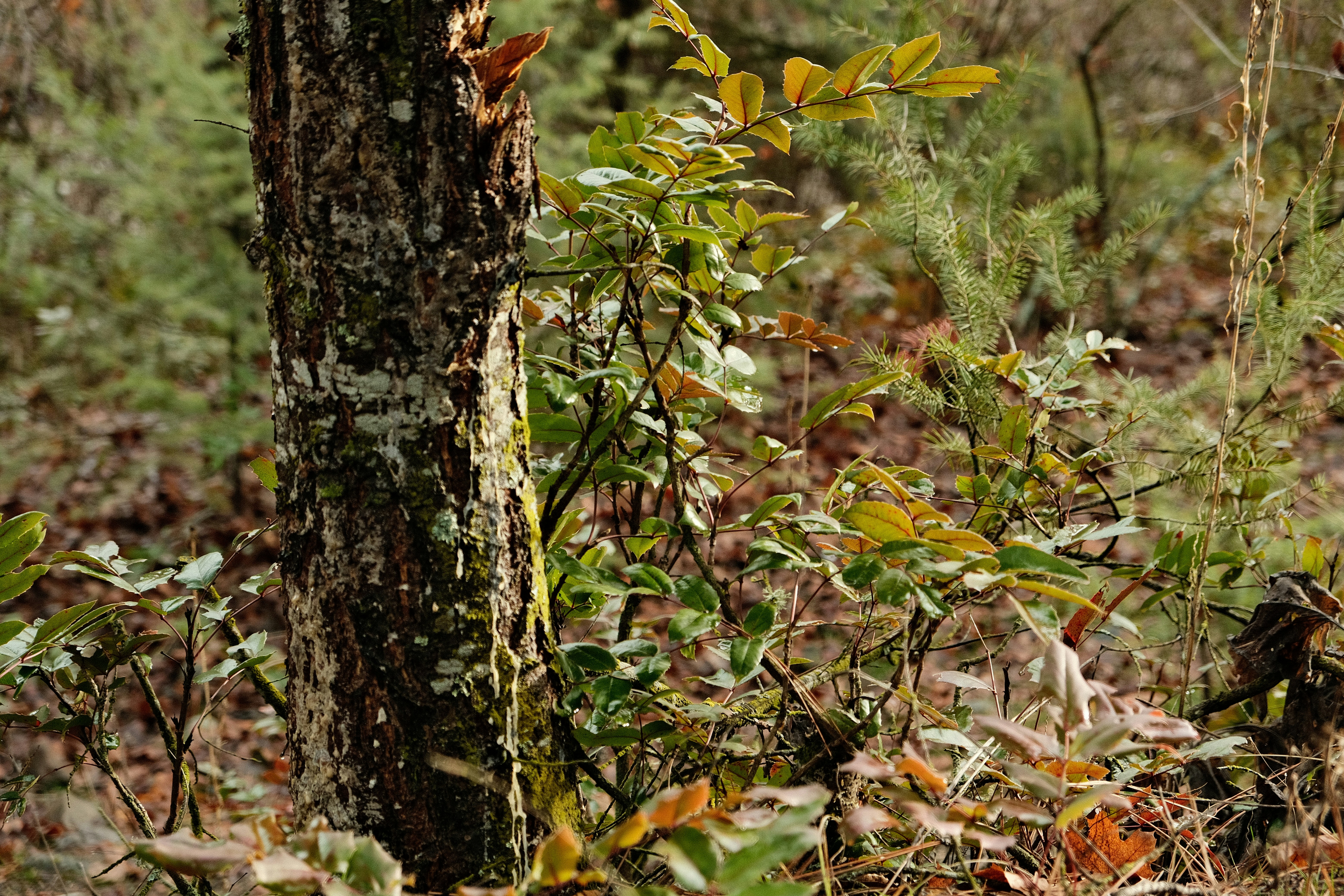 Moss-Clad Trunk Anchored by a Quiet Autumn Understory