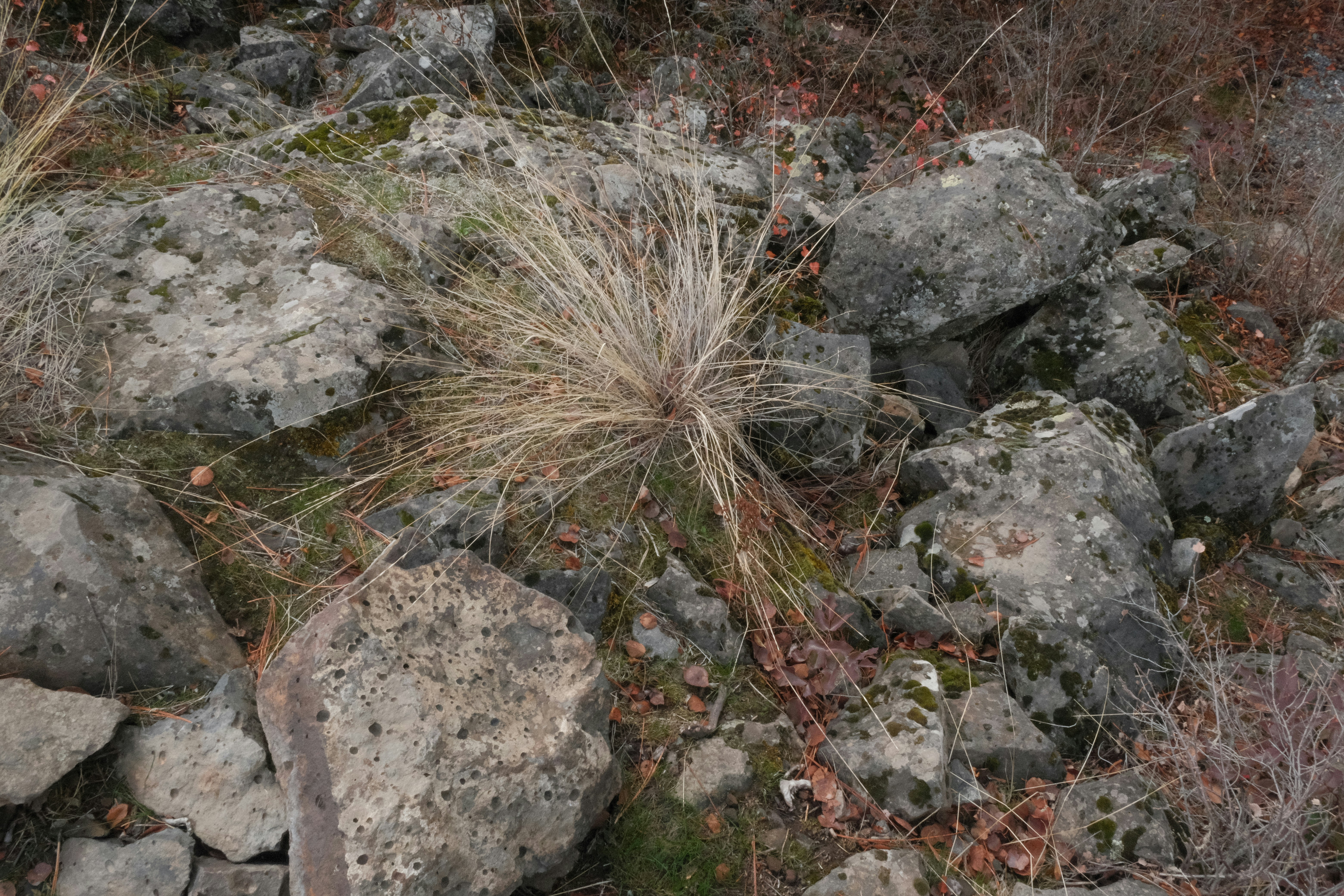 Tuft of Resilience Rising from a Field of Weathered Stone