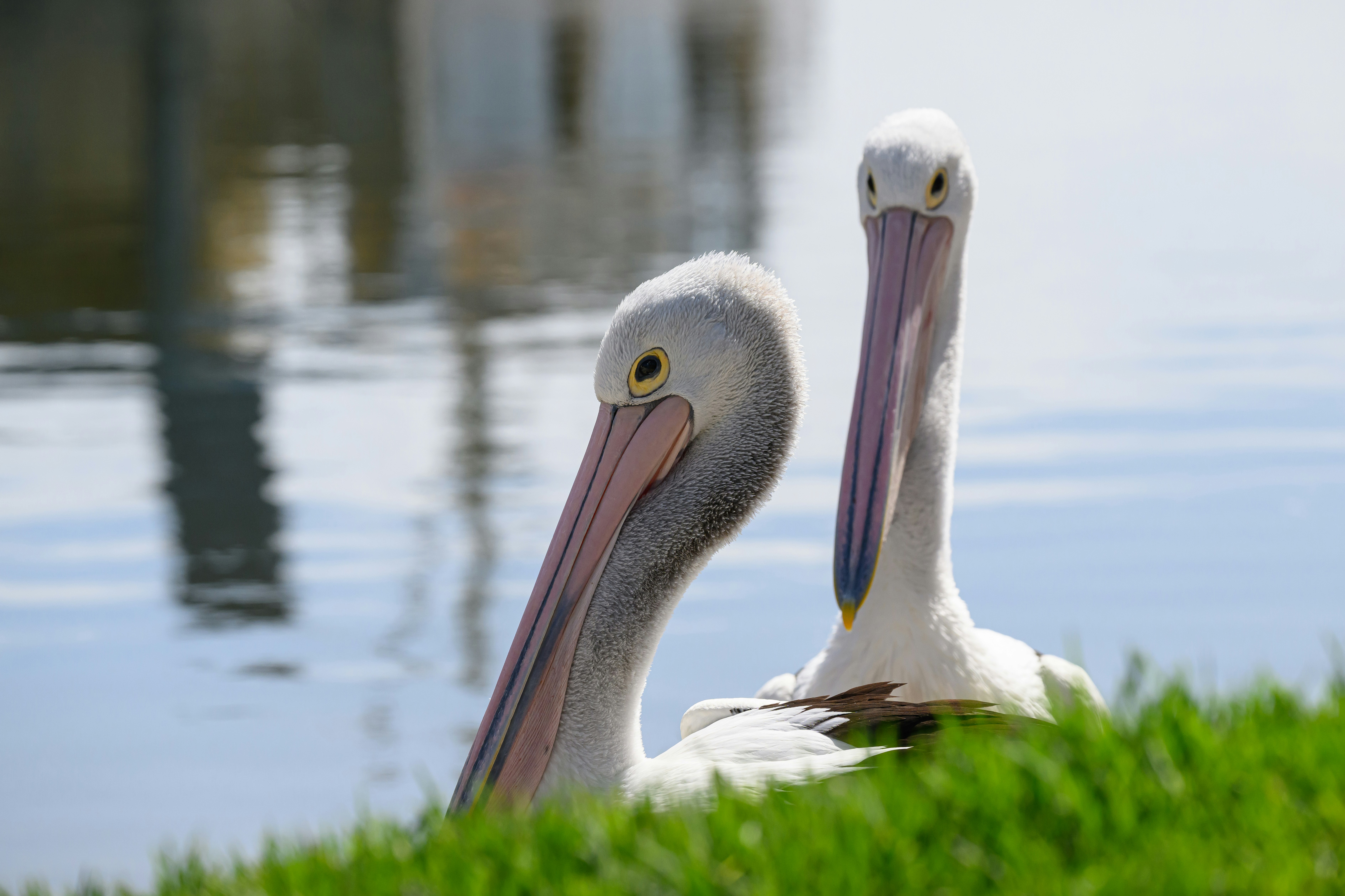 Australian pelicans