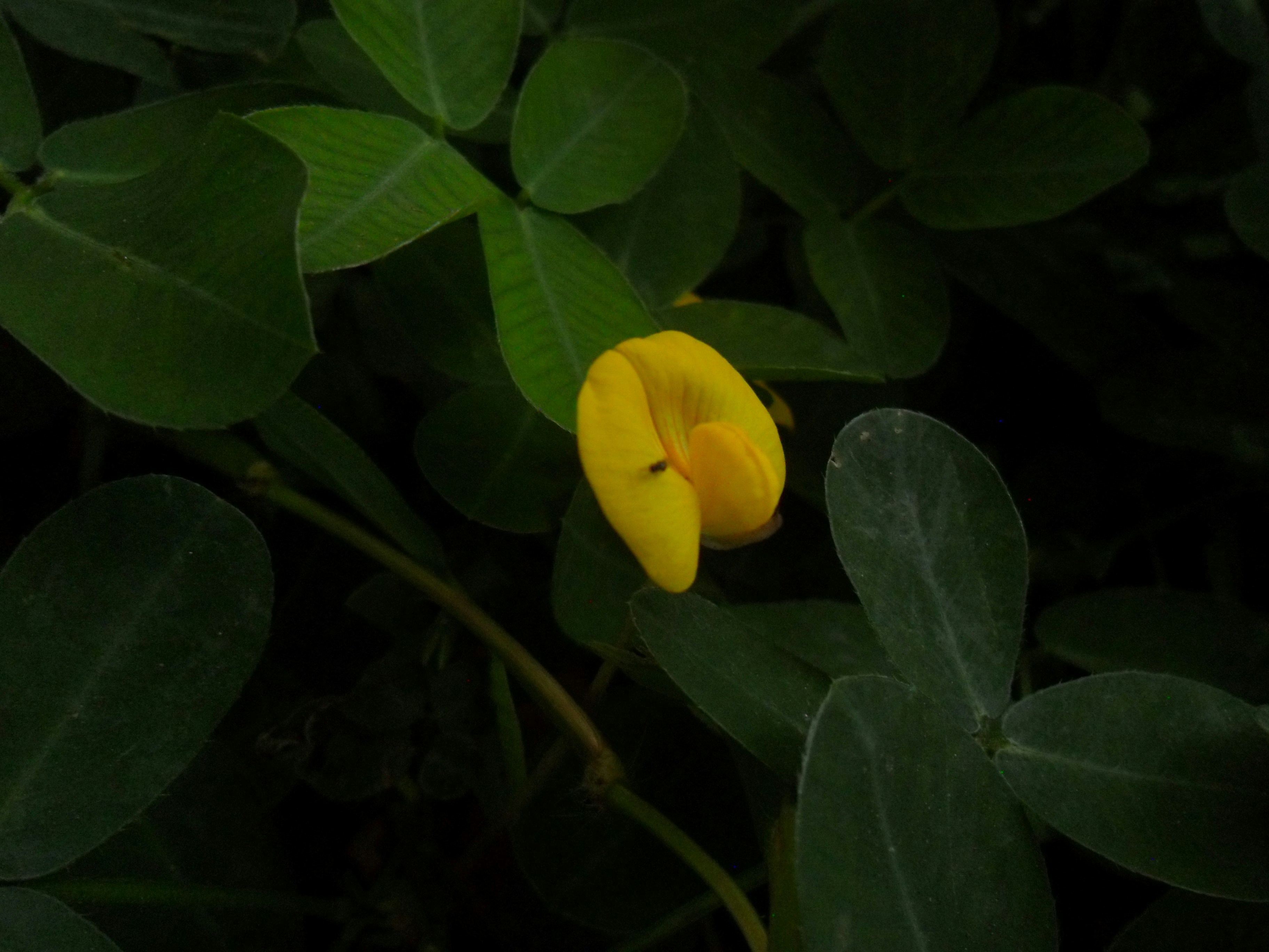 A yellow flower with green leaves in the background