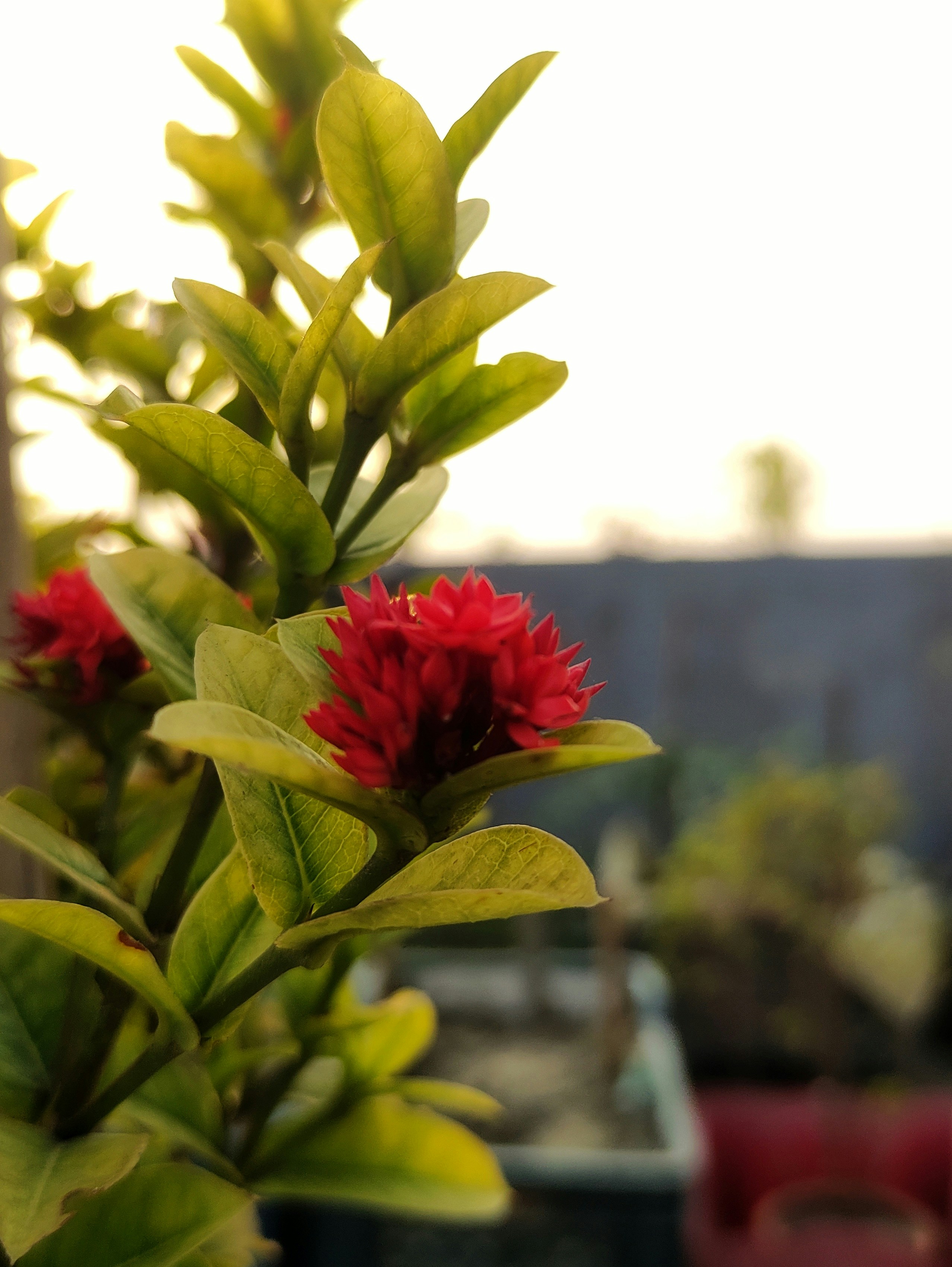 A close up of a plant with red flowers photo – Free Flower Image on ...