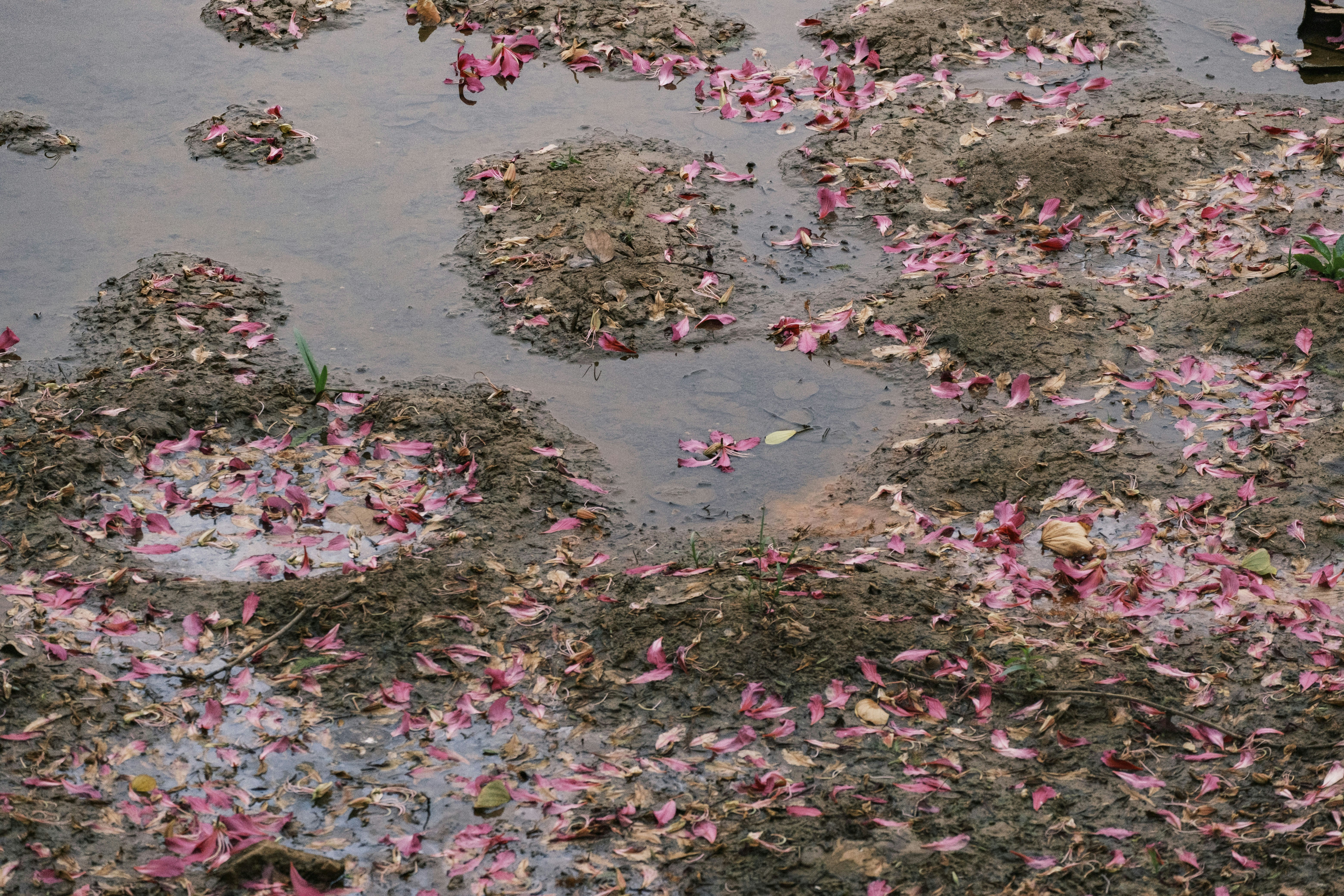 Petal Mosaic on a Rain-Washed Mud Patch