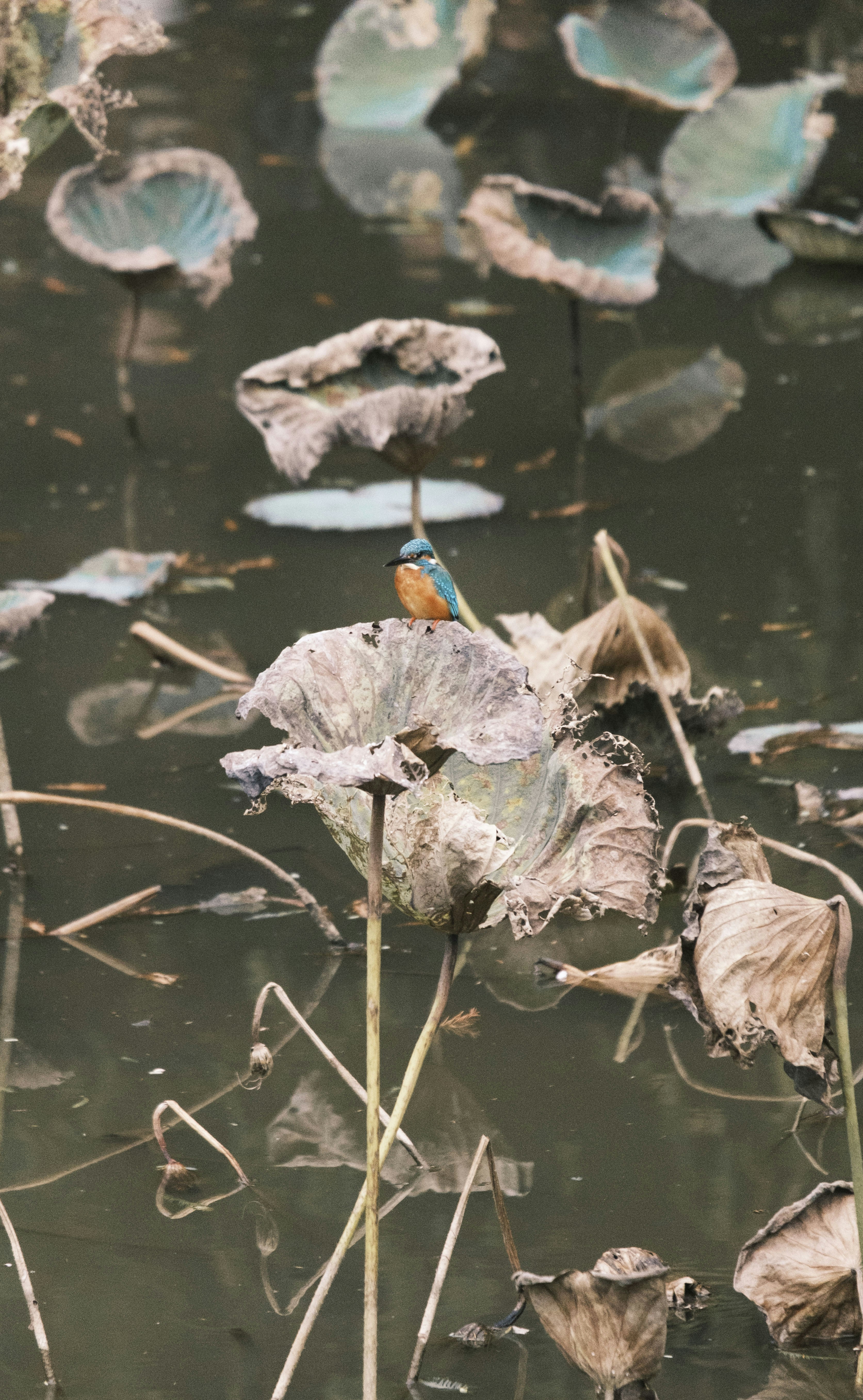 Kingfisher on a withered lotus: a quiet moment above still water