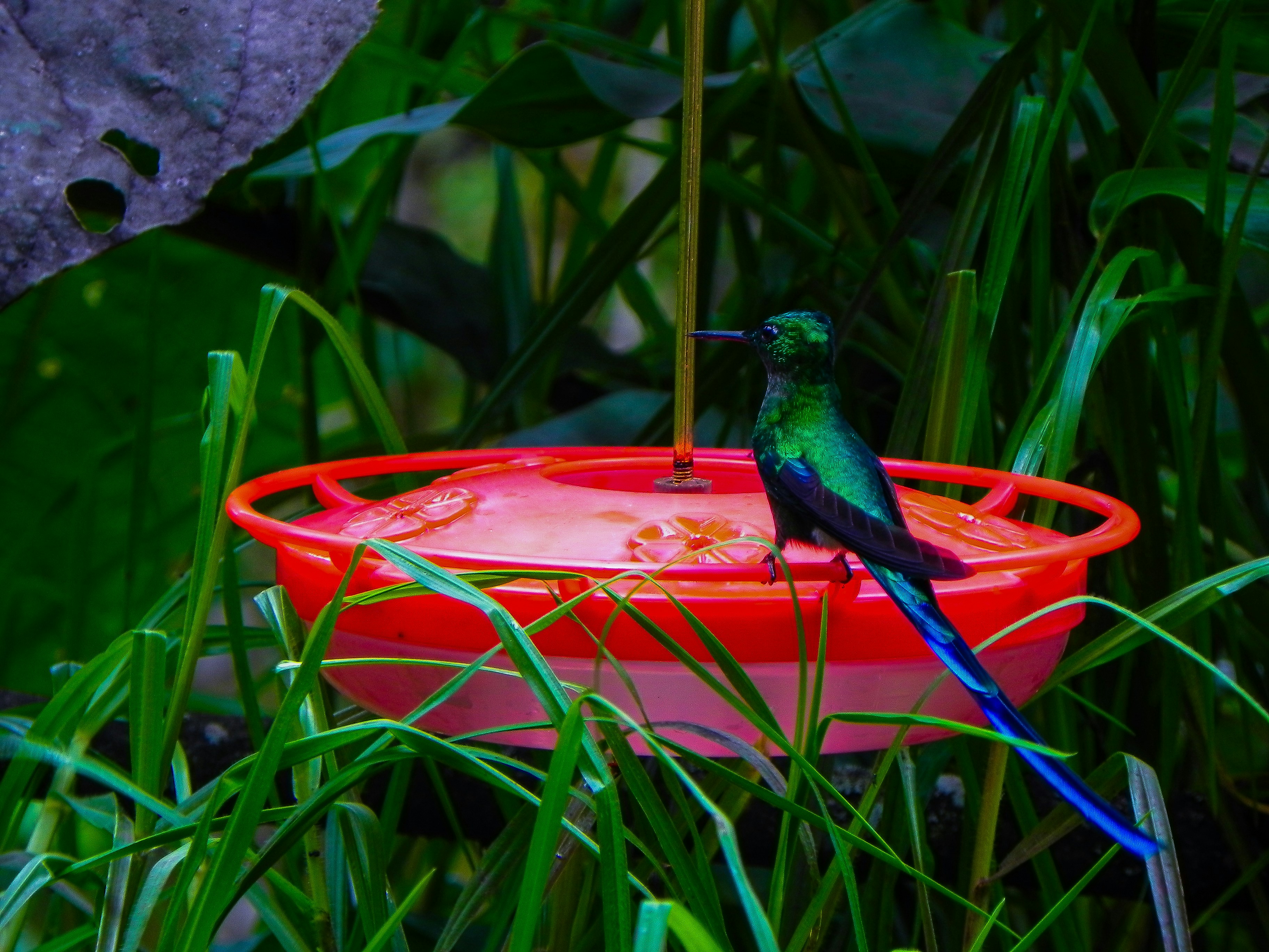 Iridescent hummingbird perched on the rim of a bright red nectar bowl, surrounded by lush green foliage.