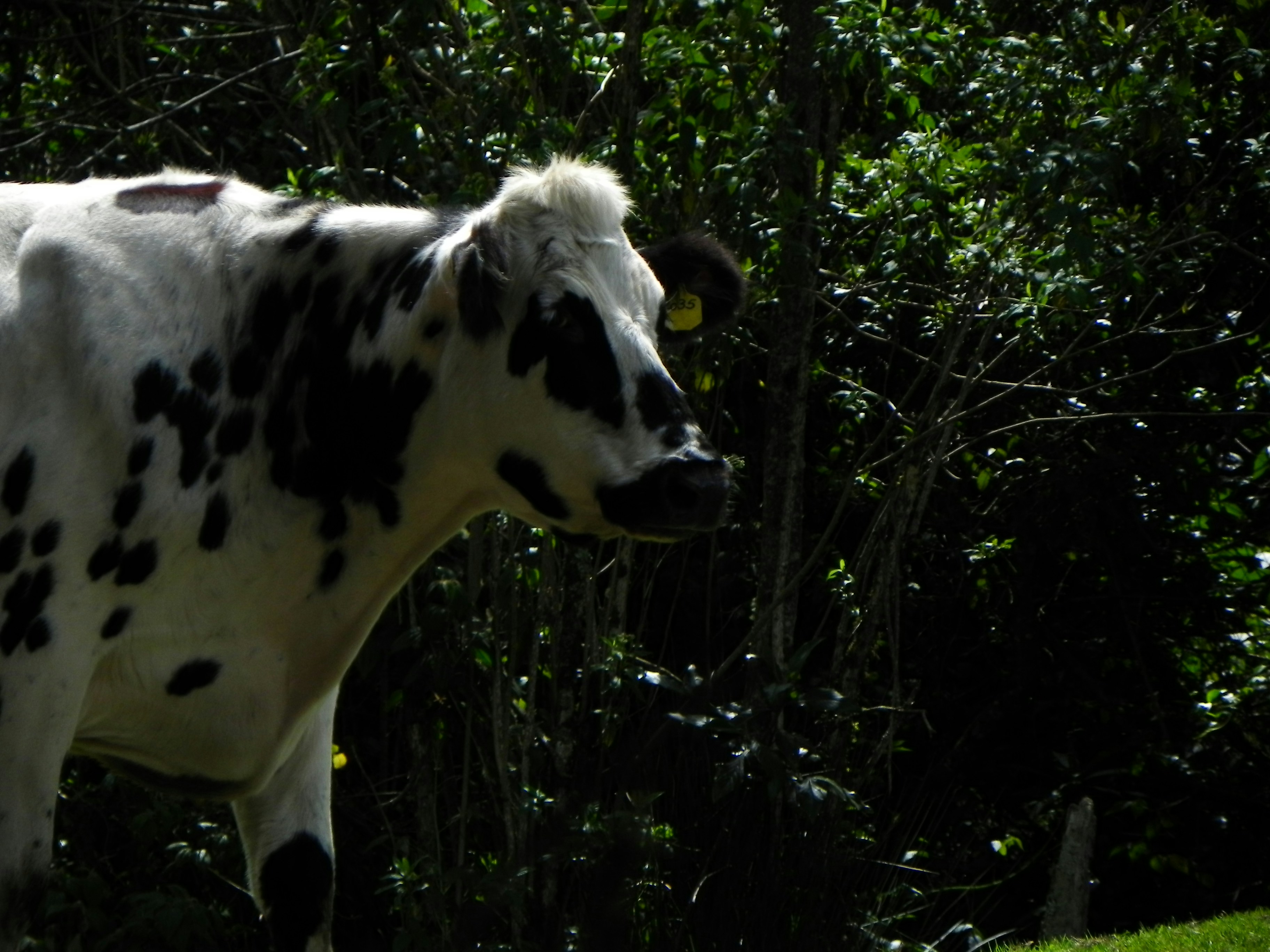 Dairy cow with black-and-white markings stands in dappled shade among dense foliage, head turned slightly.